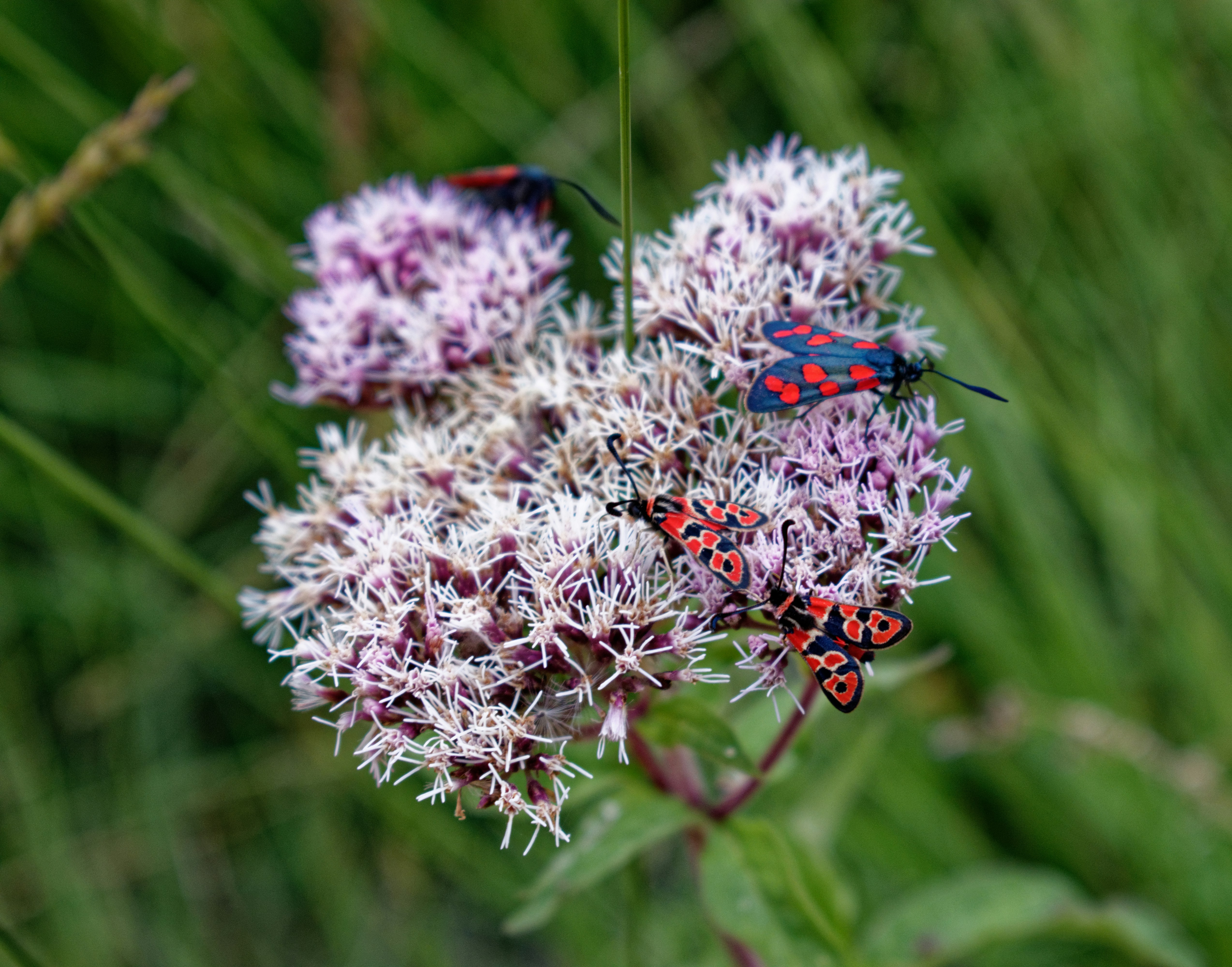 Six-Spot Burnets Alight on a Feathery Pink Umbel