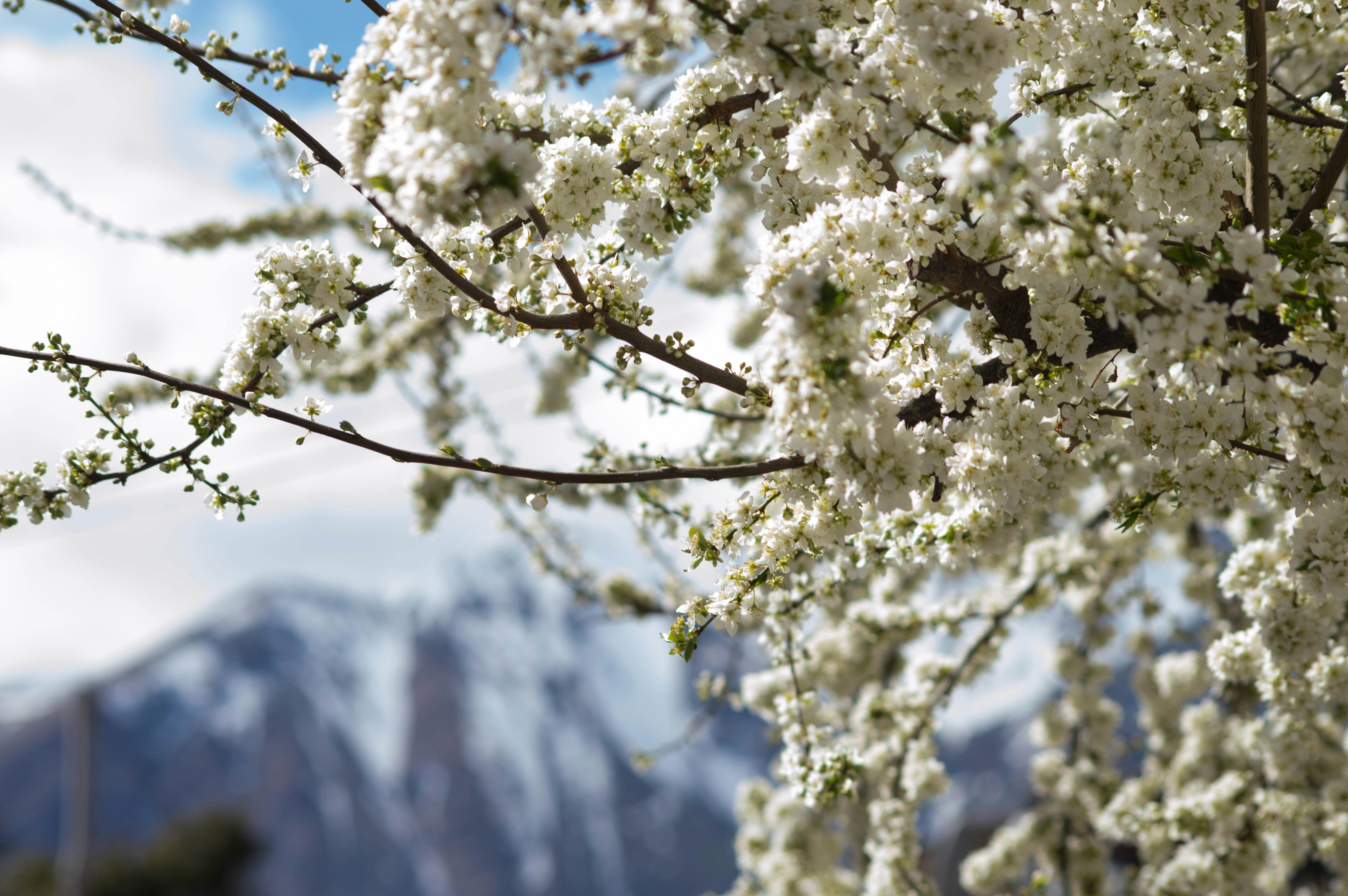 Blossoms Framing the Alps: Crisp Foreground, Misty Peaks