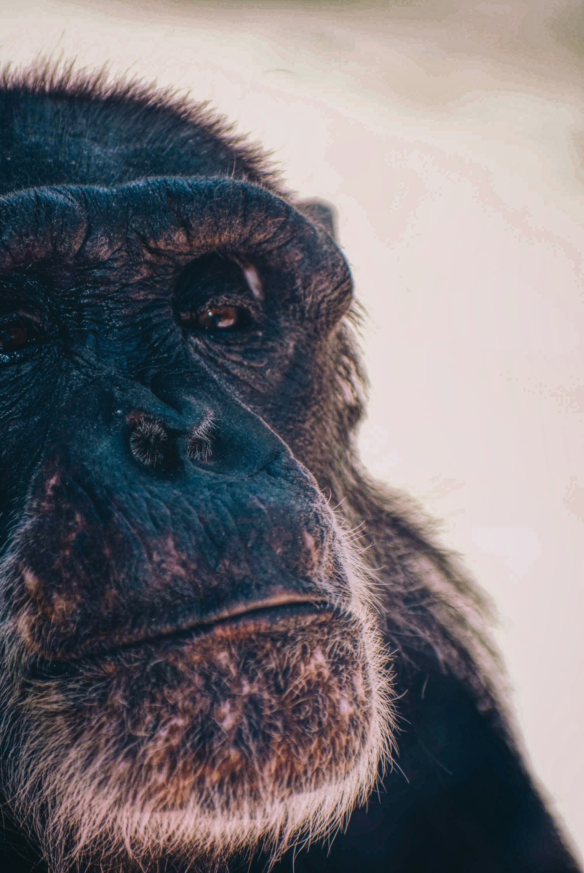 450+ Ape Pictures | Download Free Images on Unsplash