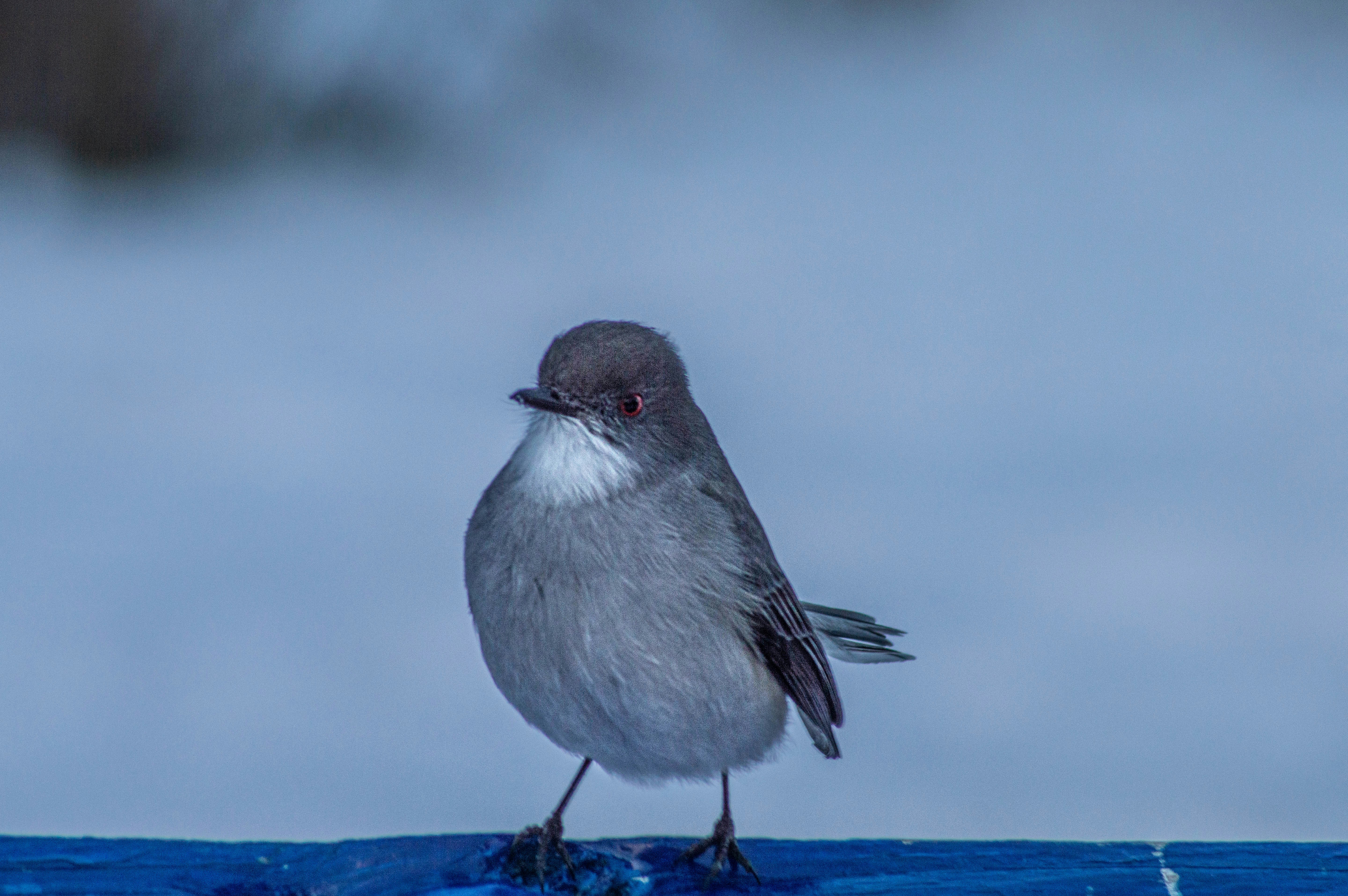 Azure-rail Sentinel: a small grey bird perches on a frosted blue ledge