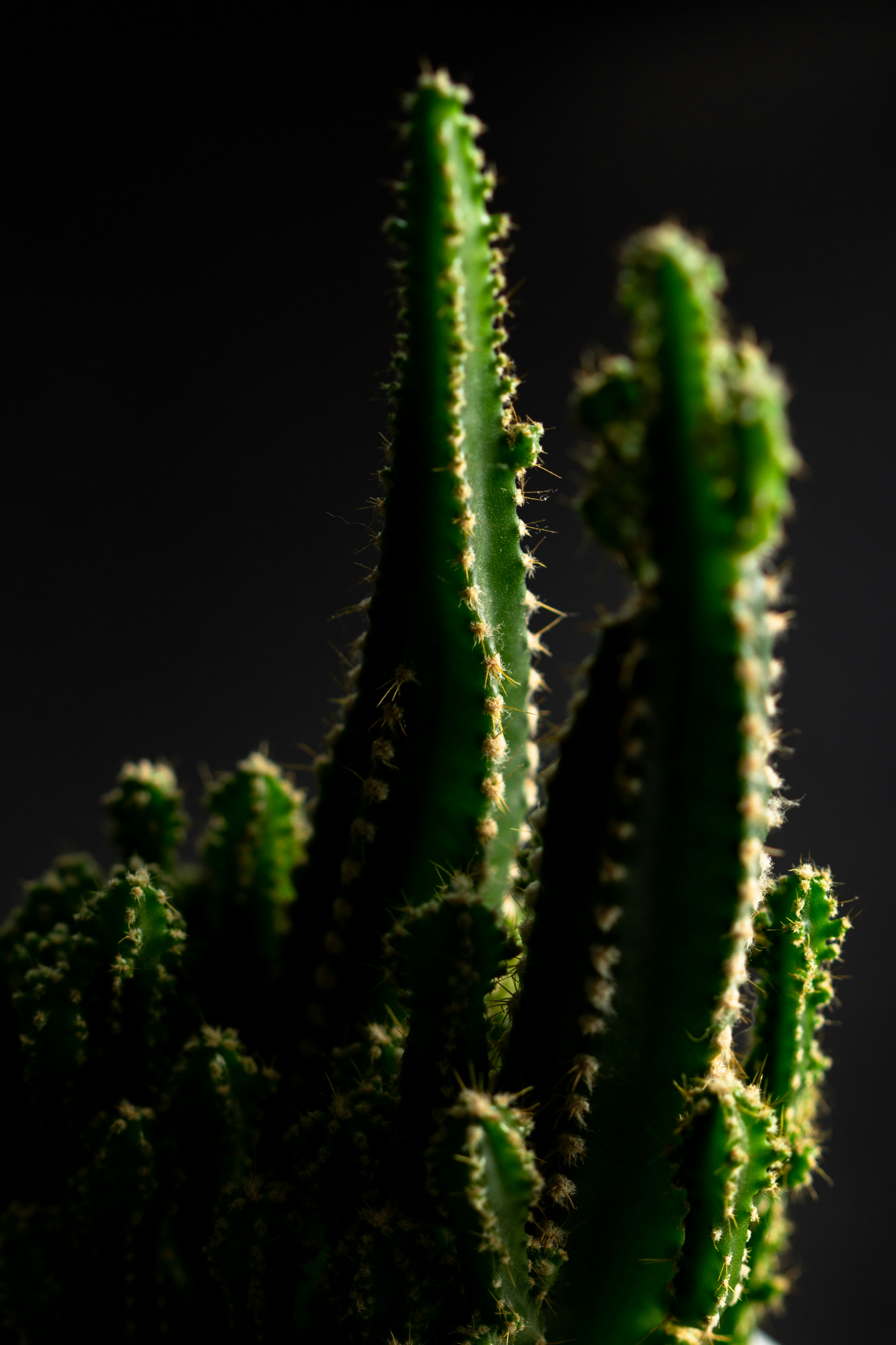 Emerald Spires Against Velvet Darkness: a macro cactus portrait