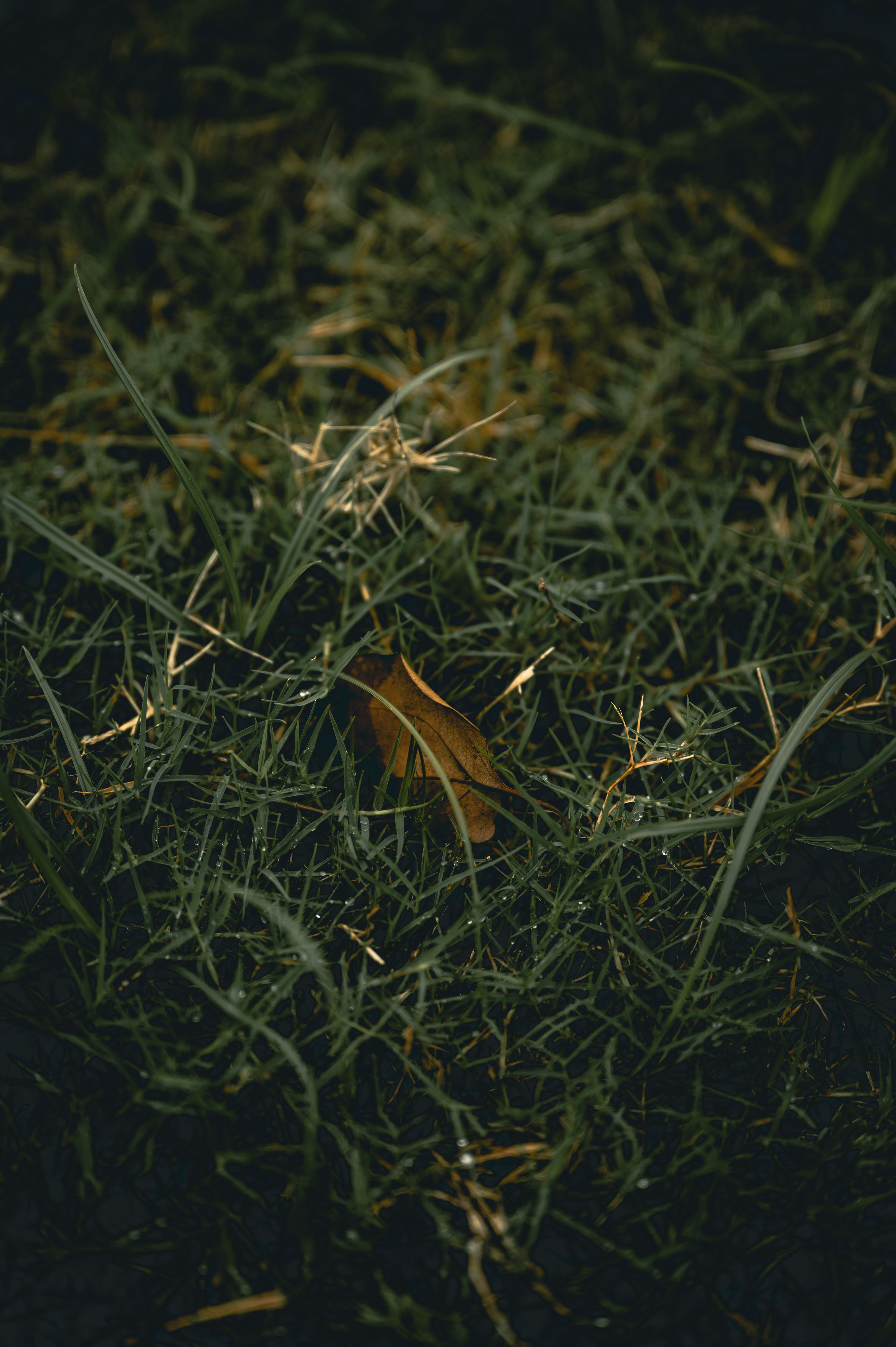 brown dried leaf on green grass