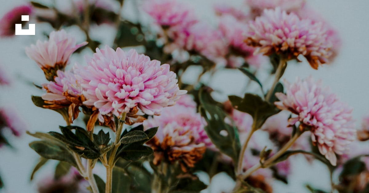 Flores Rosadas Con Hojas Verdes Foto Imagen De Naturaleza Gratuita En
