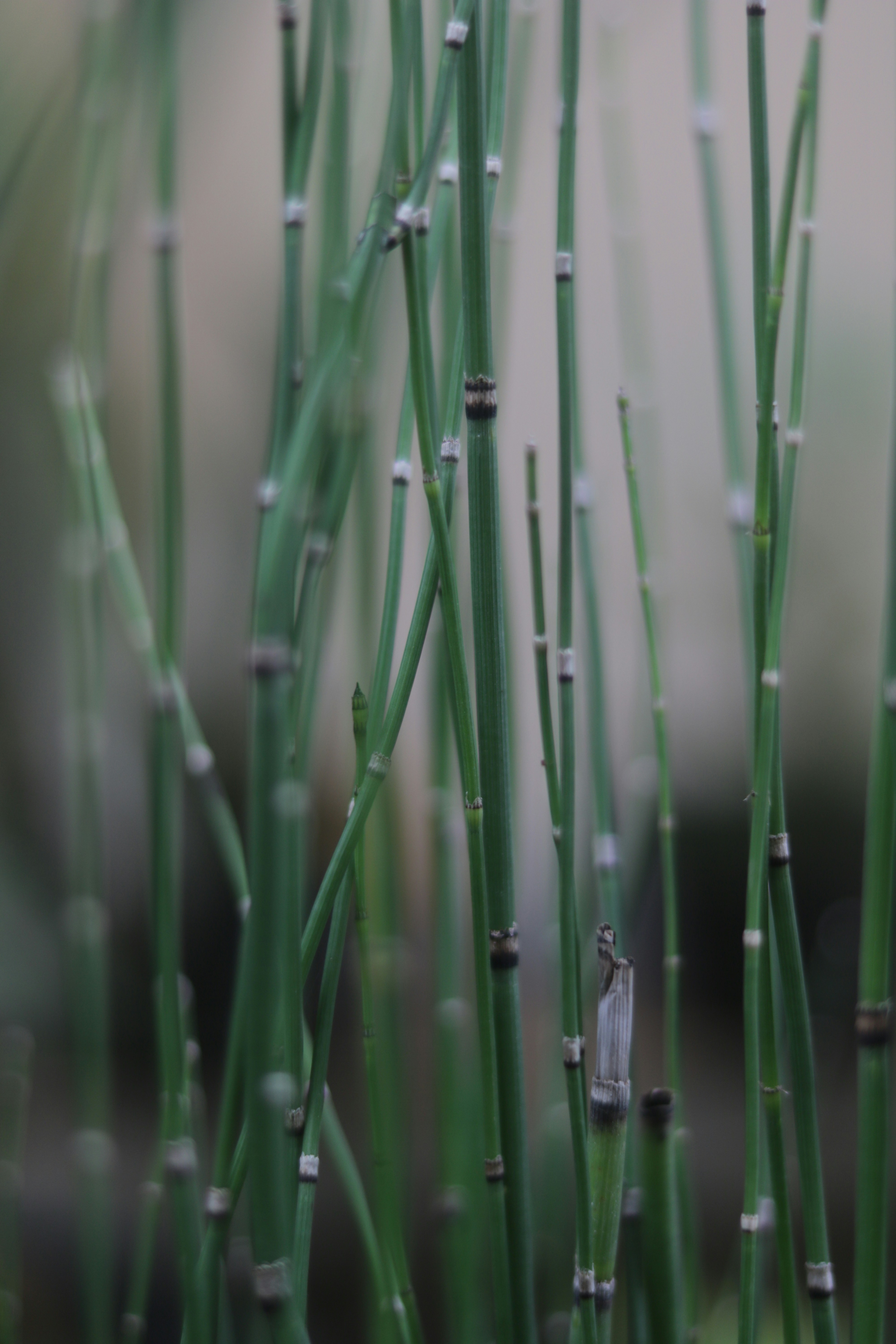 Between the Green Ribbons: Dew-Kissed Reed Macro