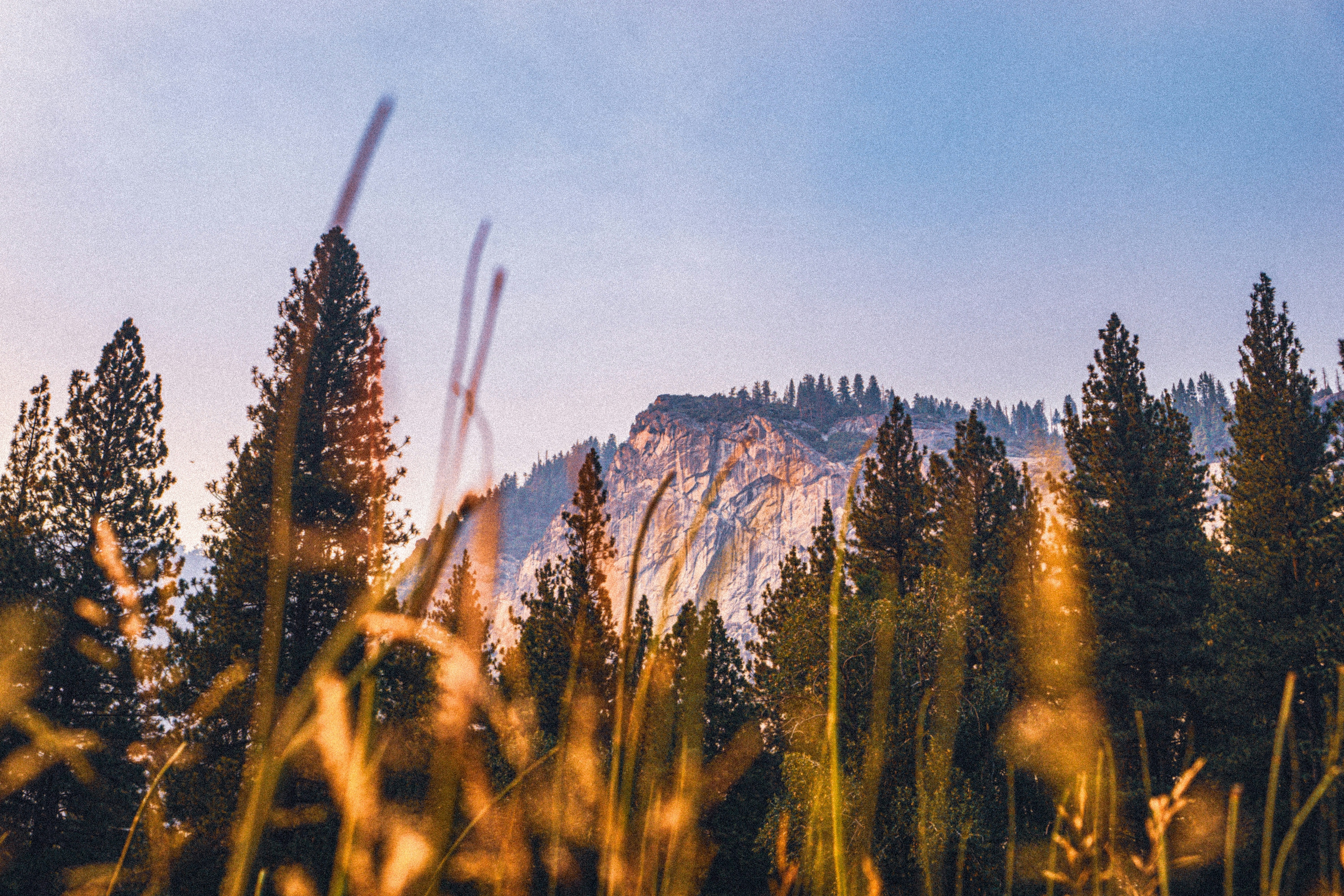 Golden Grasses Frame a Quiet Peak Behind Pines
