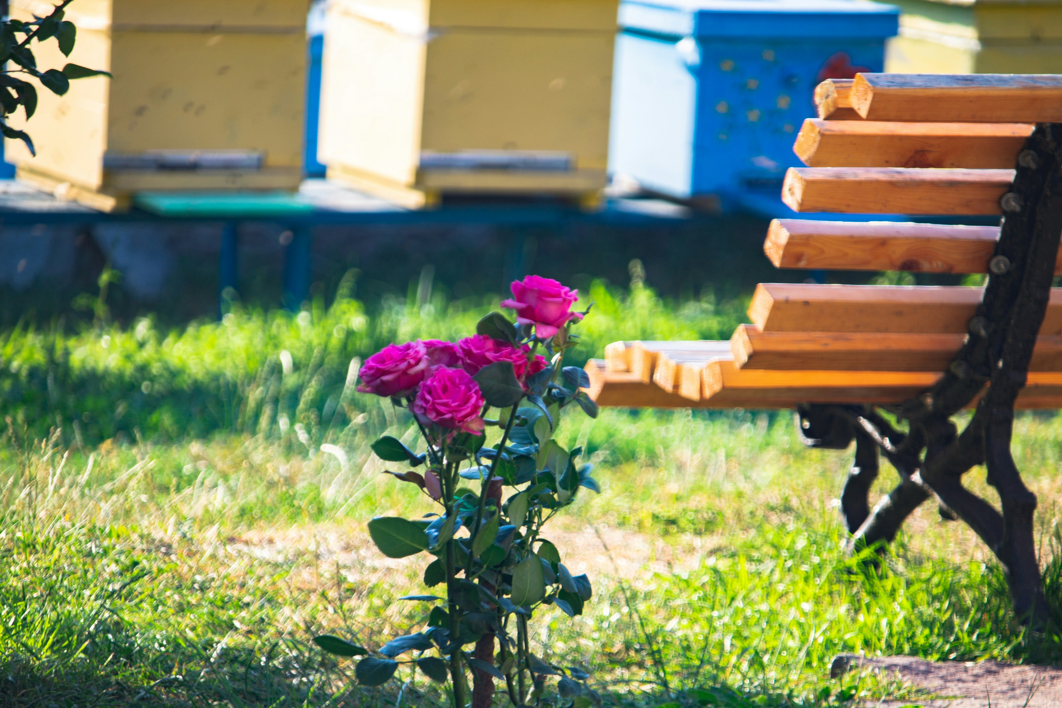 A Quartet of Pink Roses Framed by a Park Bench