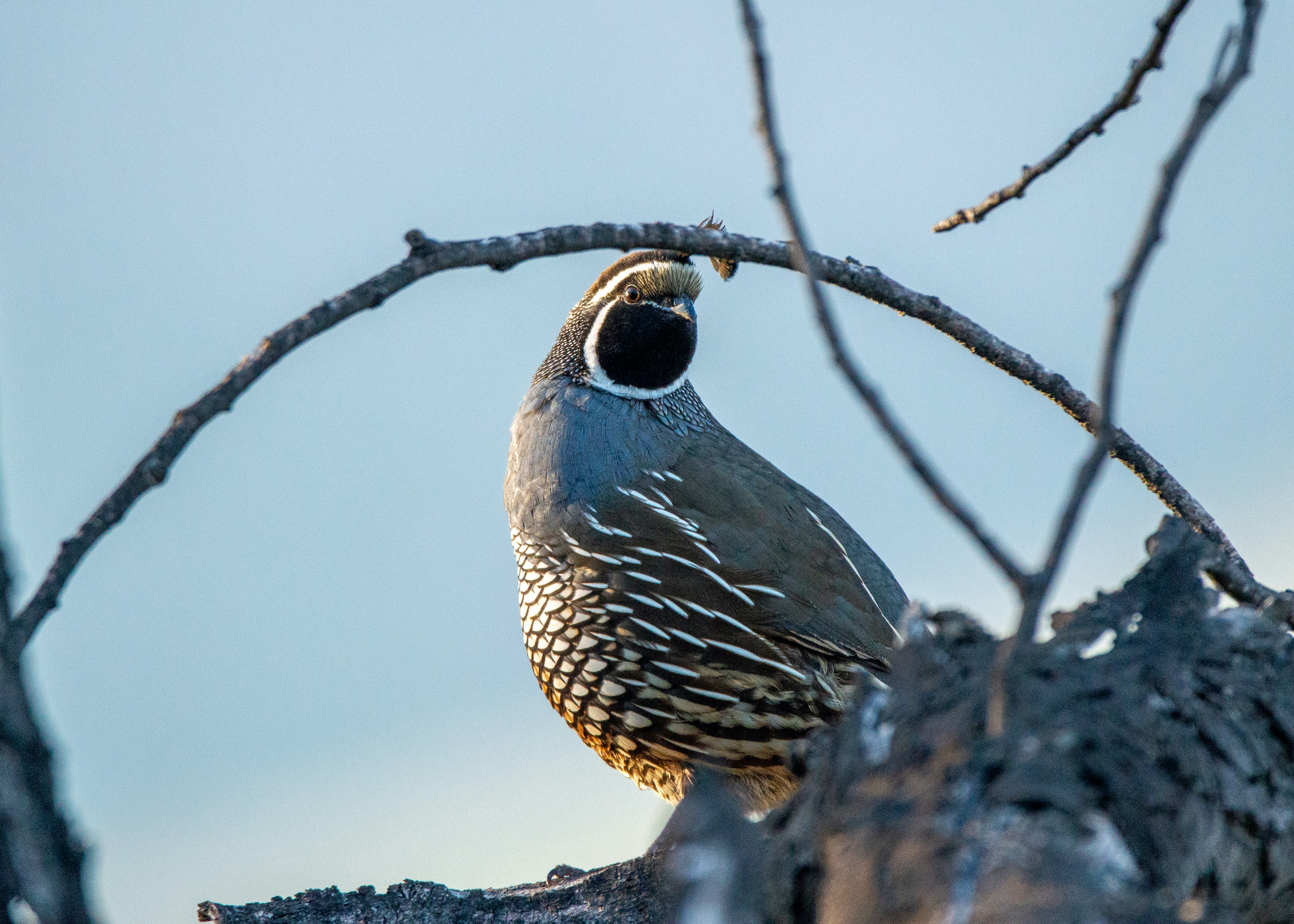 California quail perched on a branch against a soft sky backdrop.