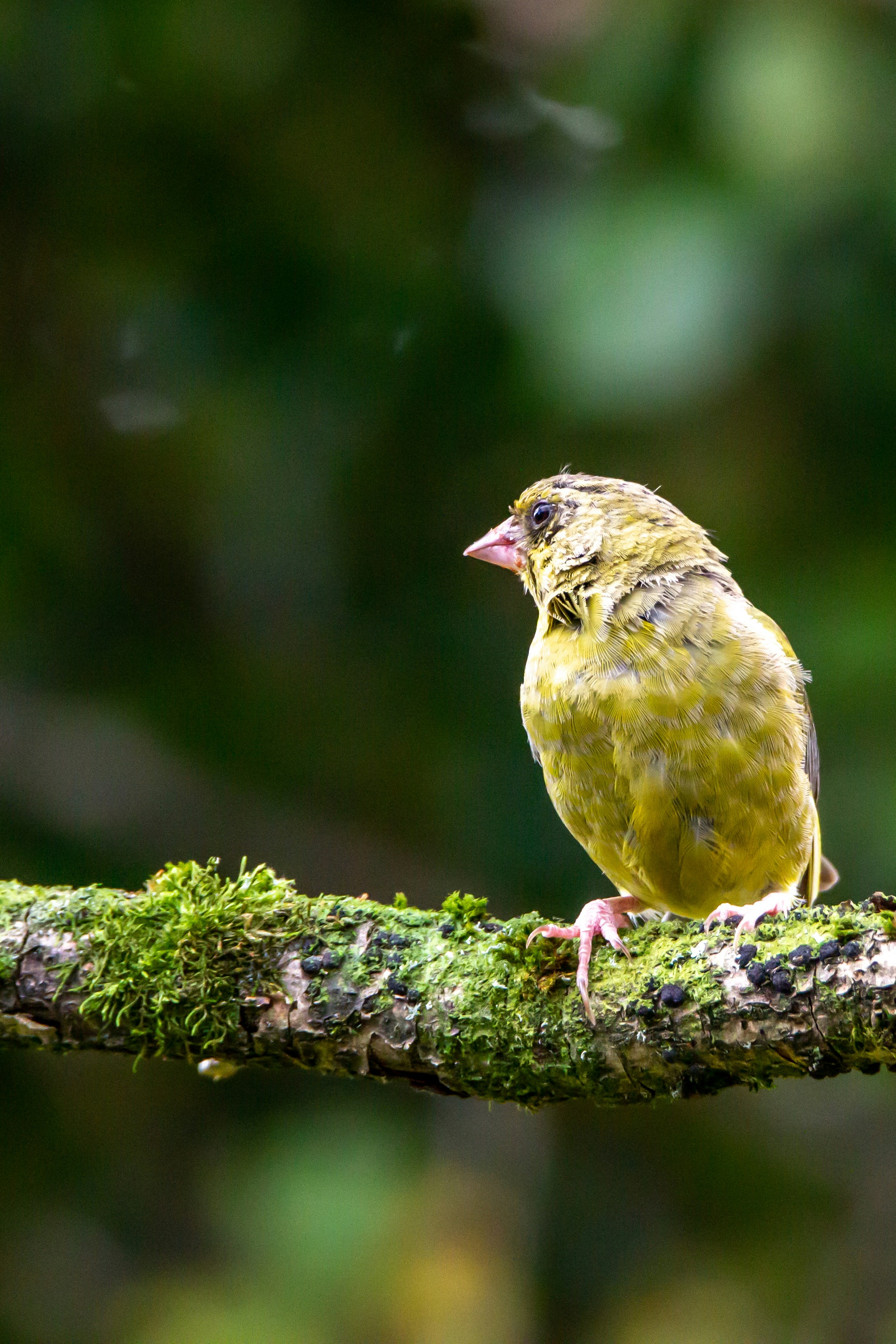 Verdant perch: a yellow finch watches the frame