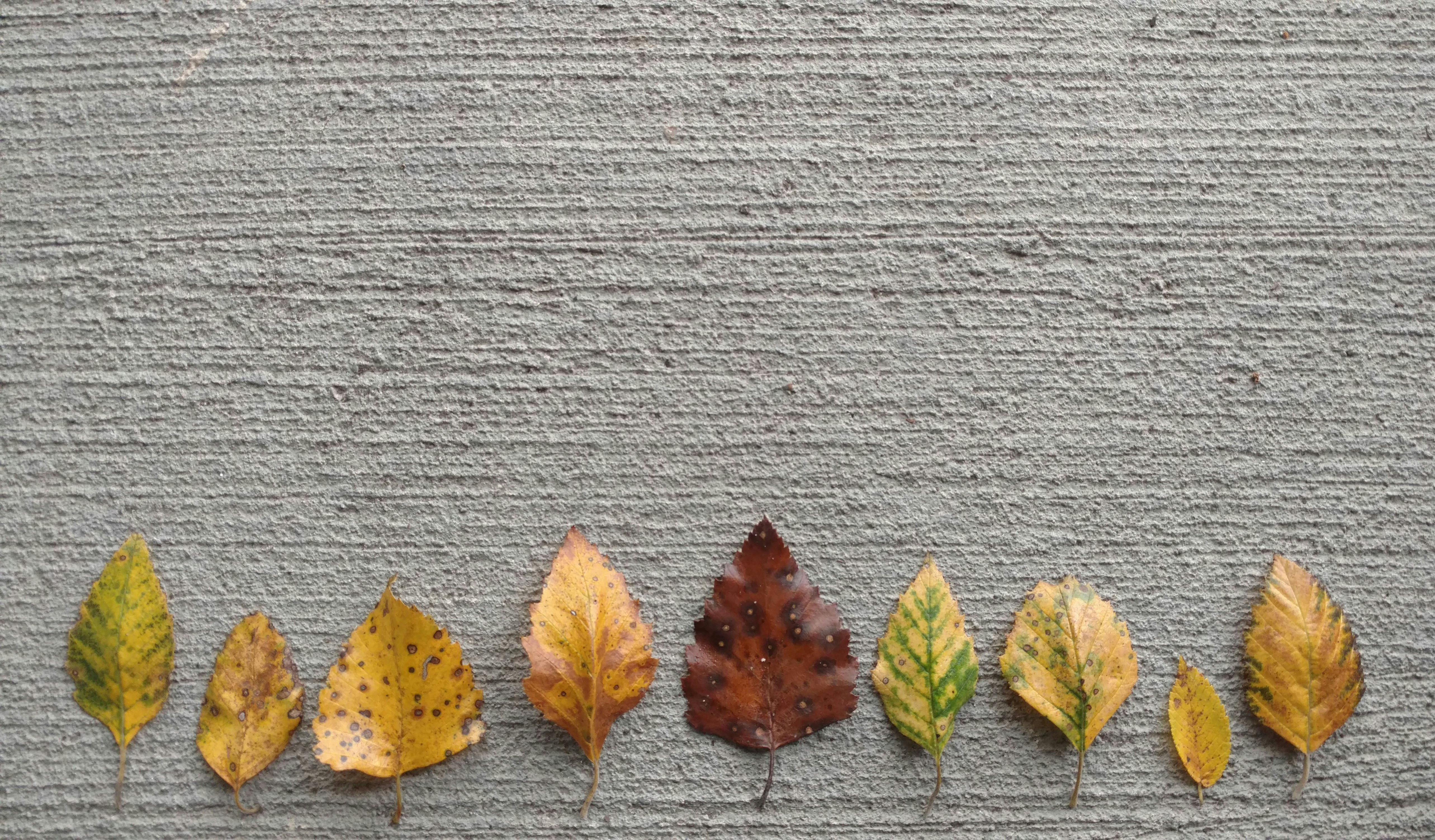 nine autumn leaves in a row | yellow and green leaves on gray wooden surface