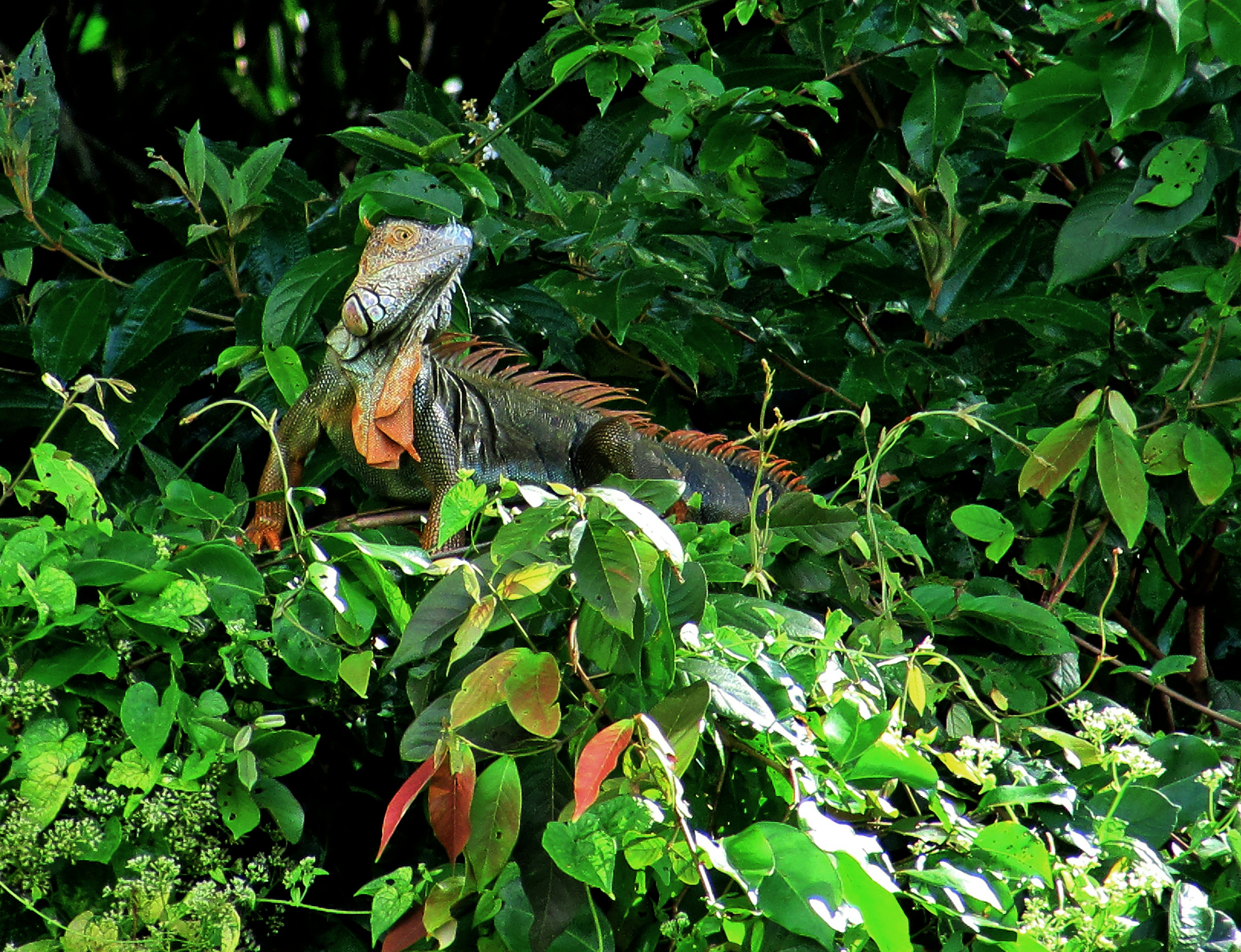 Iguana nestled among lush green foliage, partially concealed by leaves.