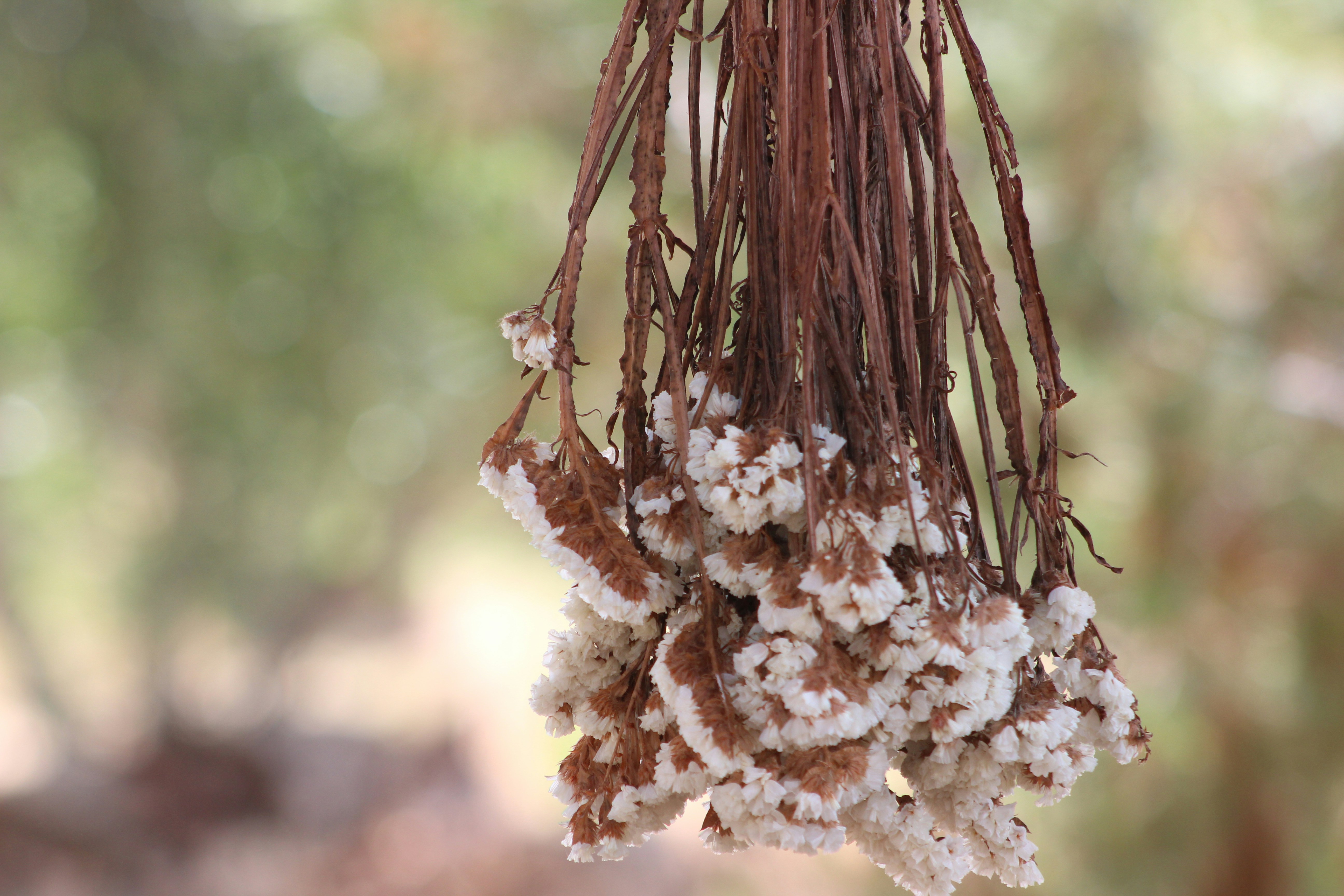 Snow-dusted seed clusters hang from a weathered twig bouquet