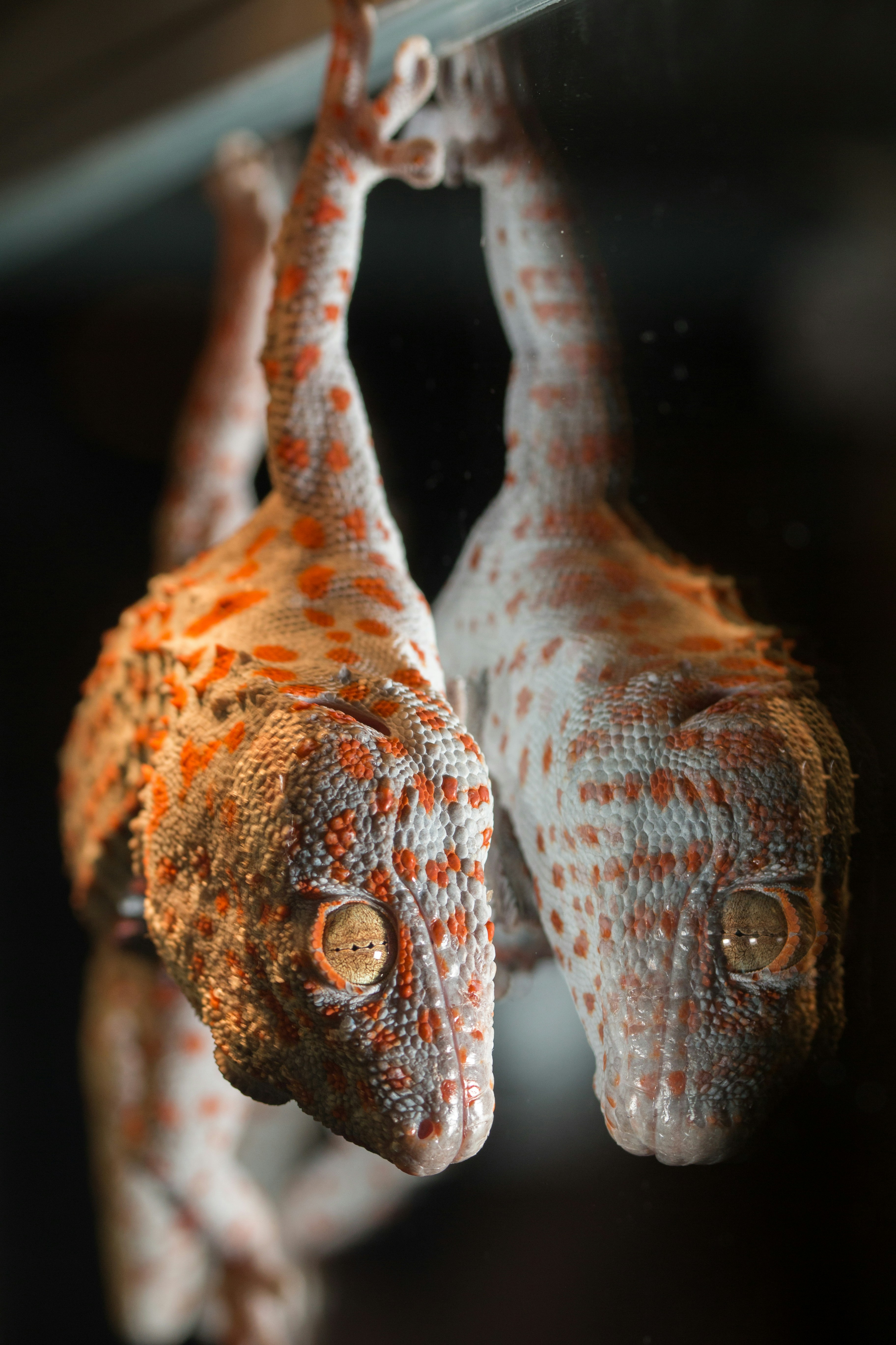 A vividly colored gecko clings to a glass surface, its reflection creating a striking visual symmetry. The intricate patterns on its skin are highlighted against a dark backdrop.