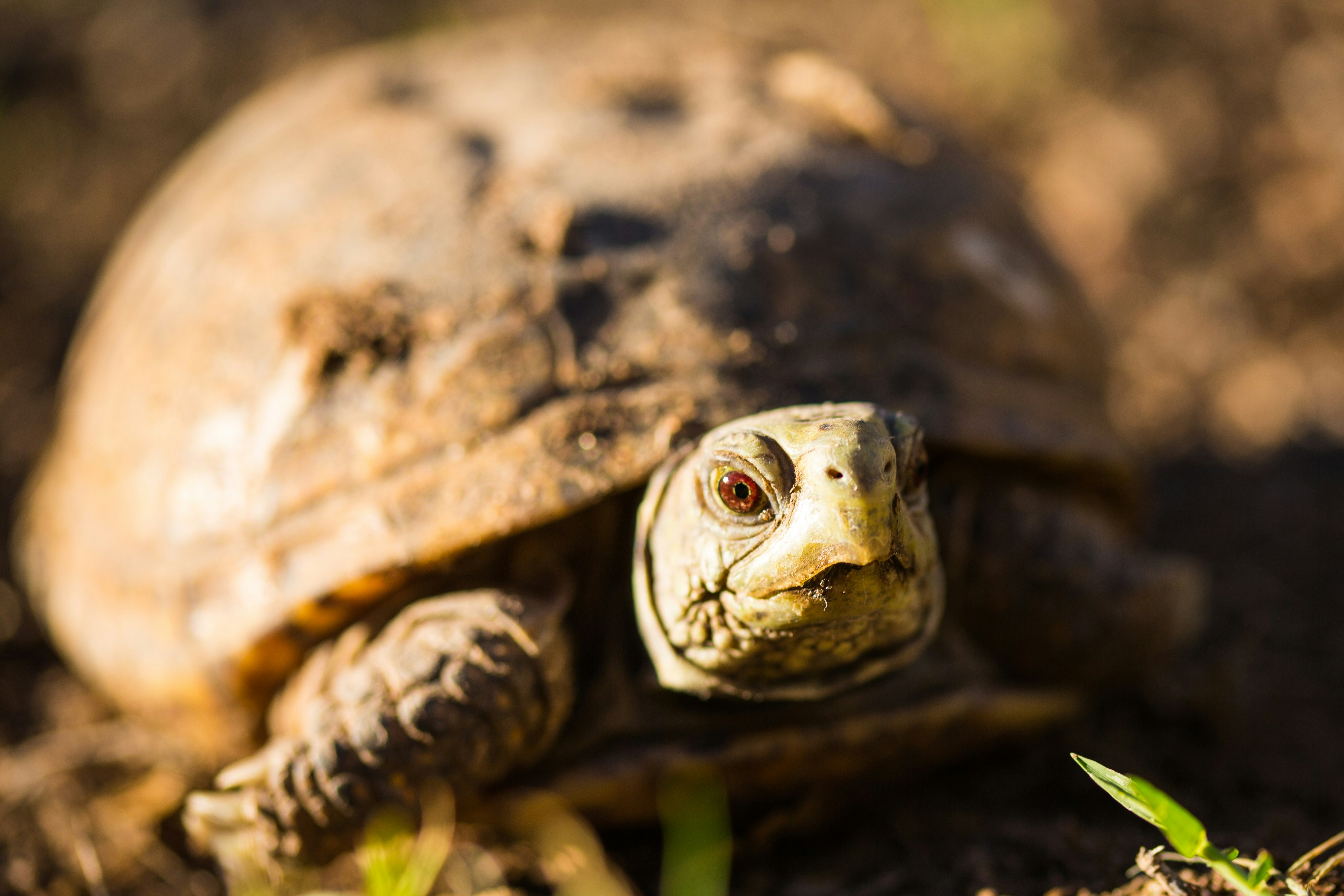 Brown and black turtle on brown soil photo – Free Tortoise Image on ...