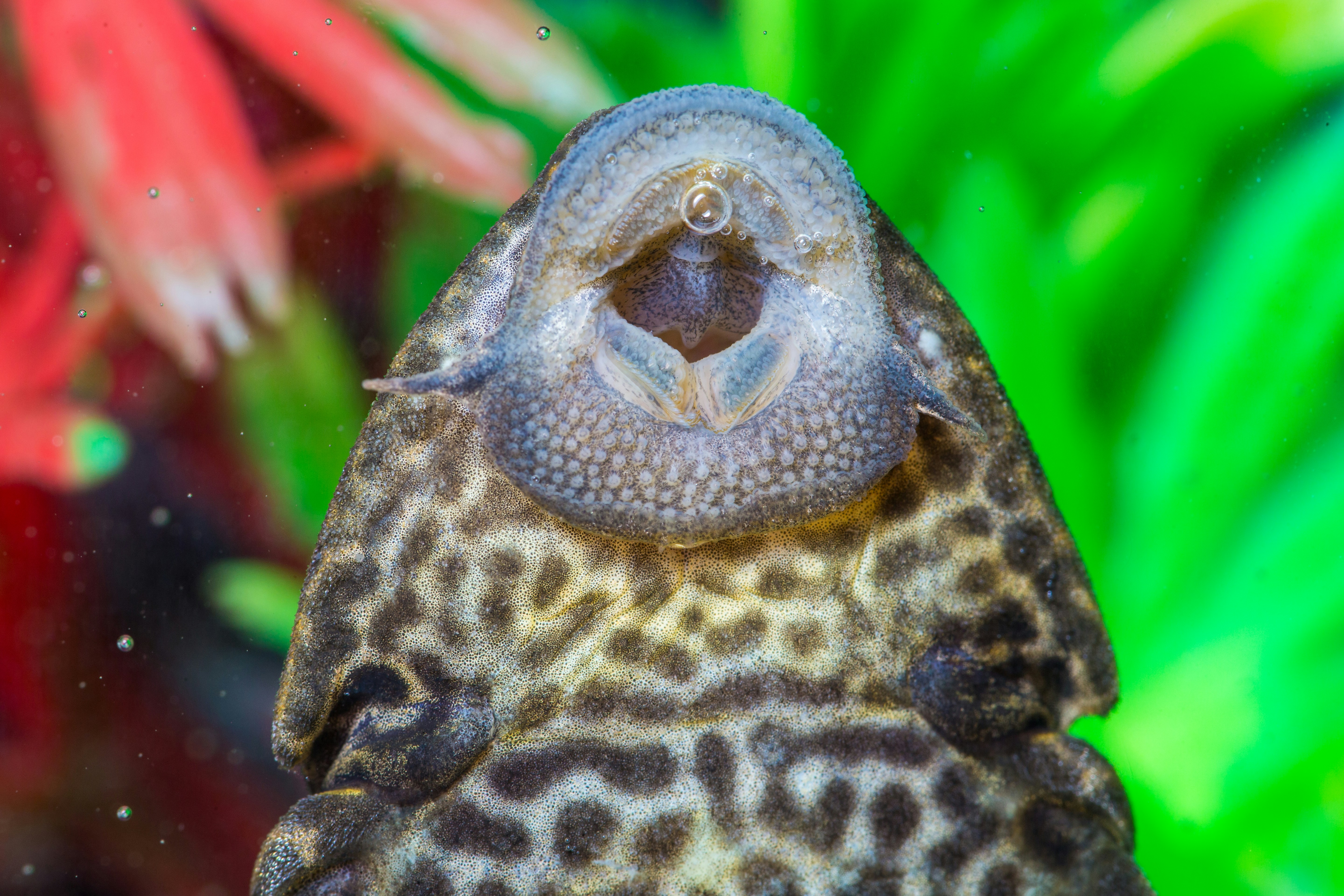 Leopard-Frogfish Gape: Macro Portrait Amid Neon Reef