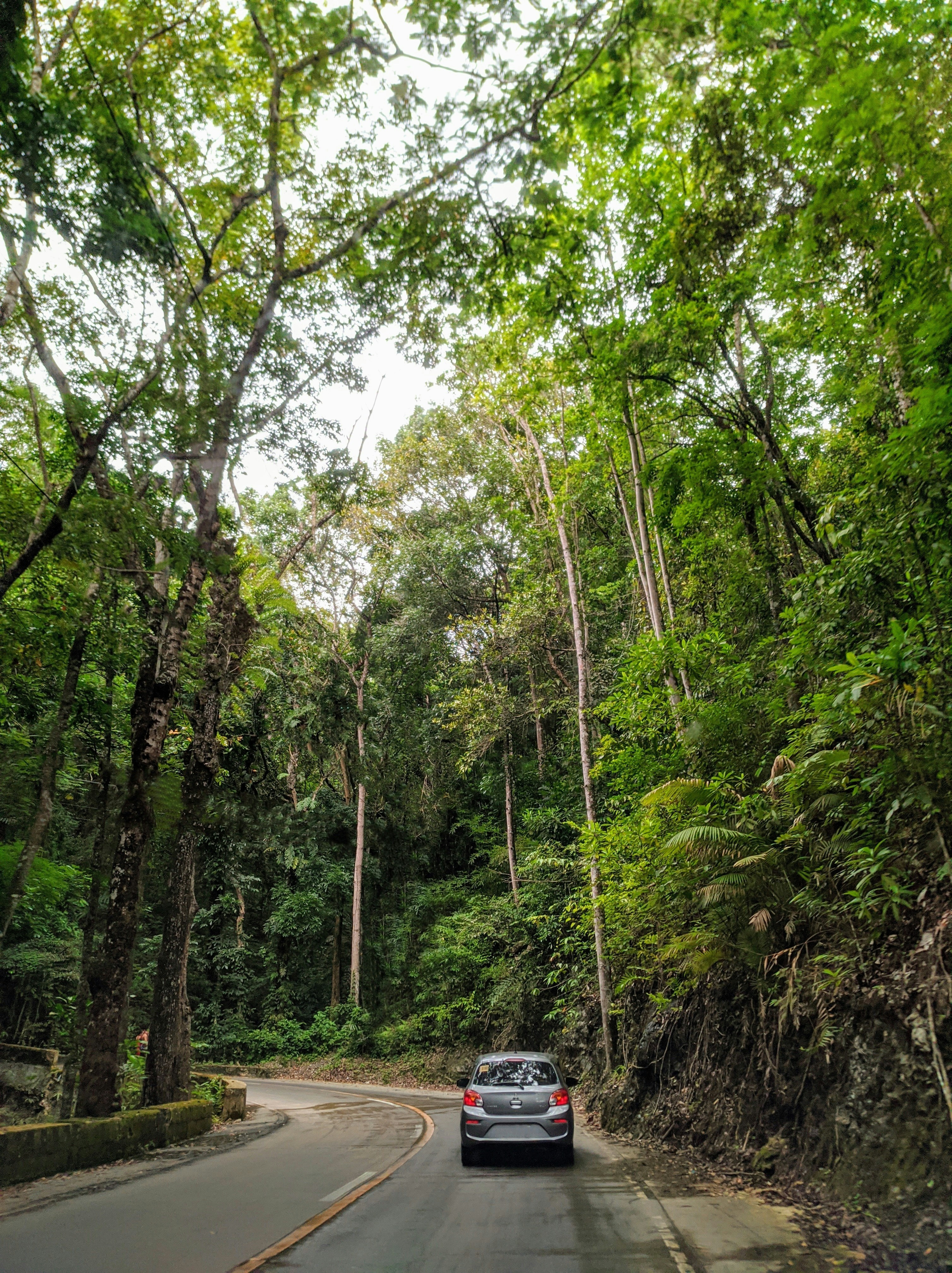 A car navigates a winding road surrounded by dense green foliage and towering trees, showcasing the tranquility of nature.