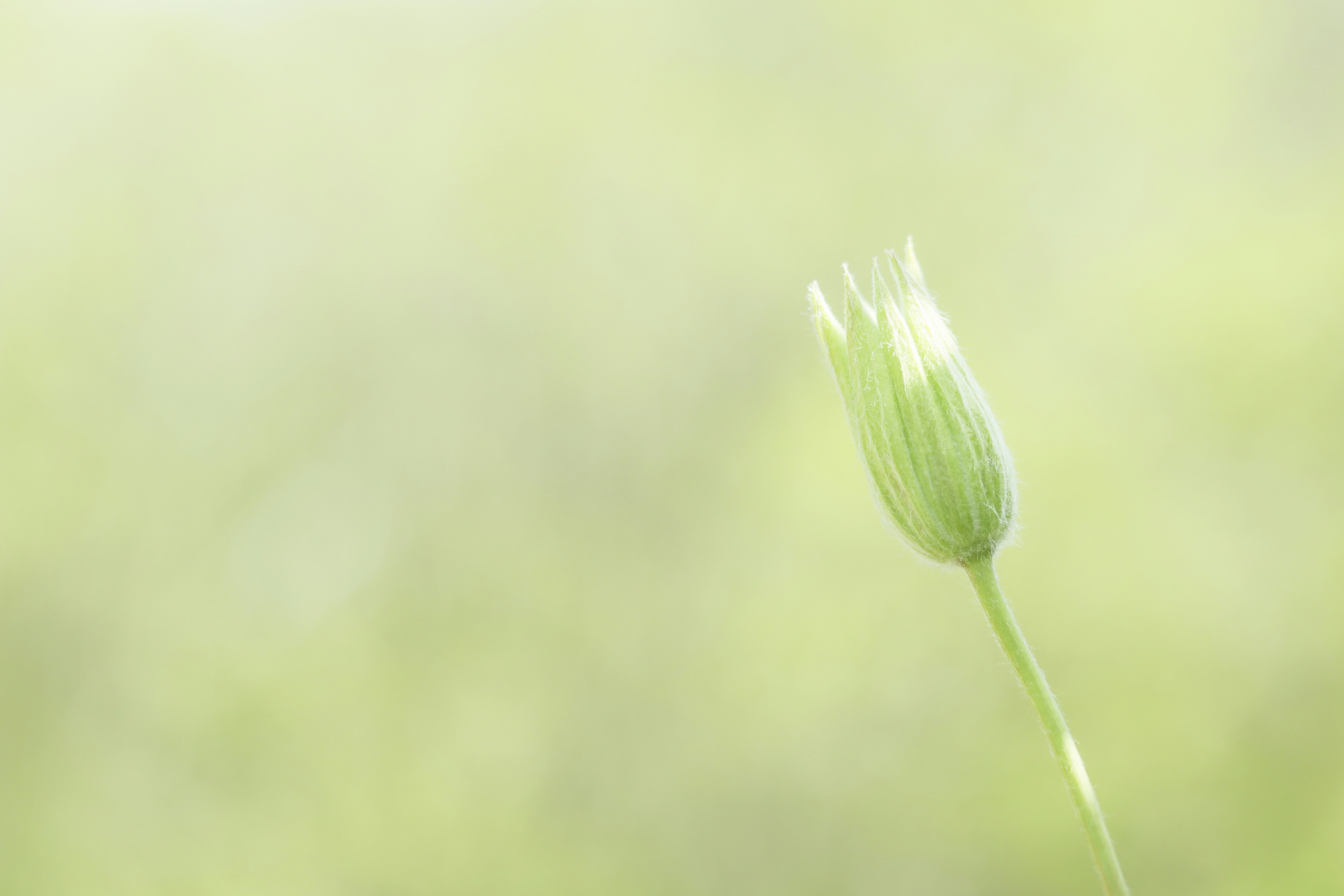 Green flower bud in close up photography photo – Free Plant Image on ...