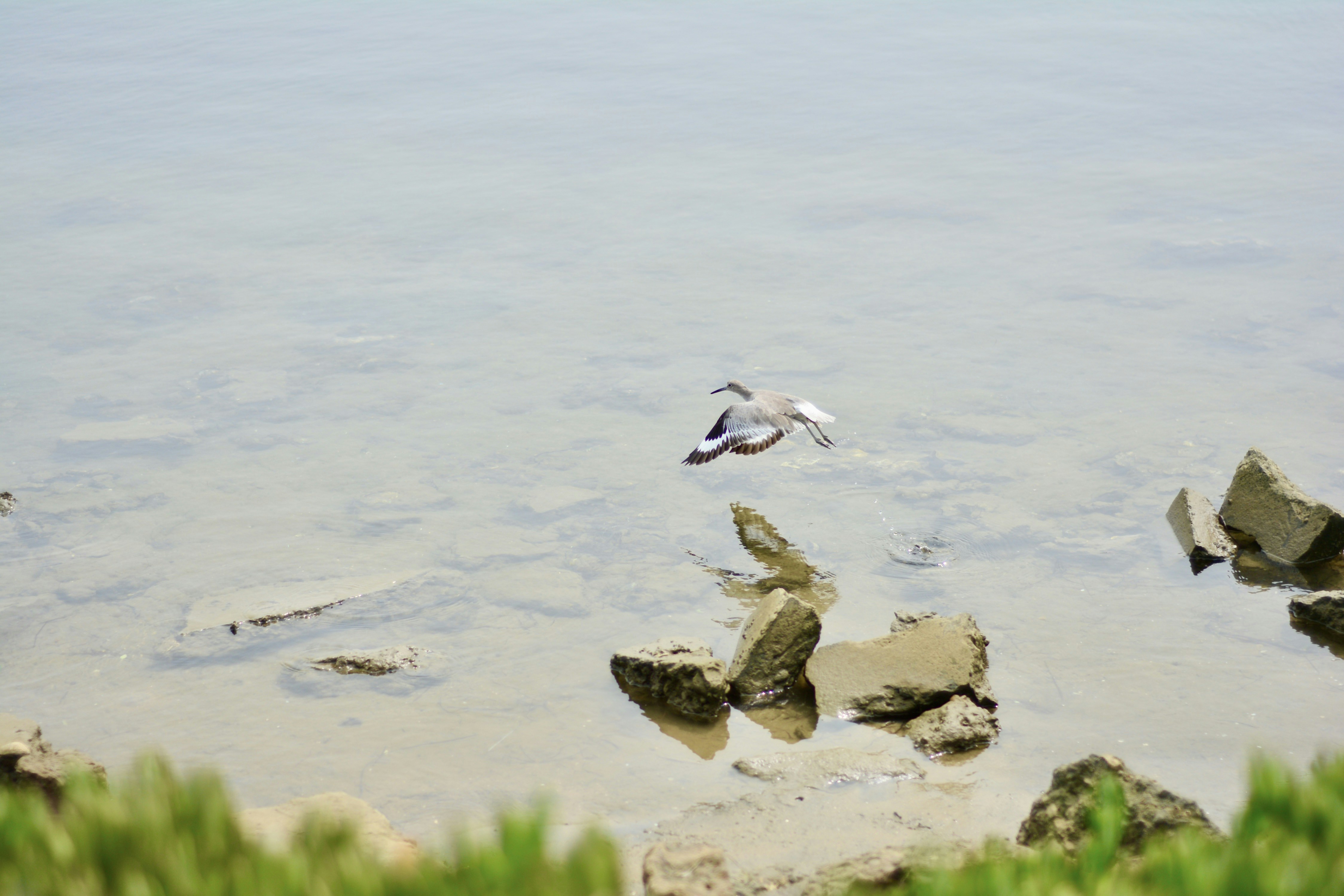 white and black bird on brown rock near body of water during daytime