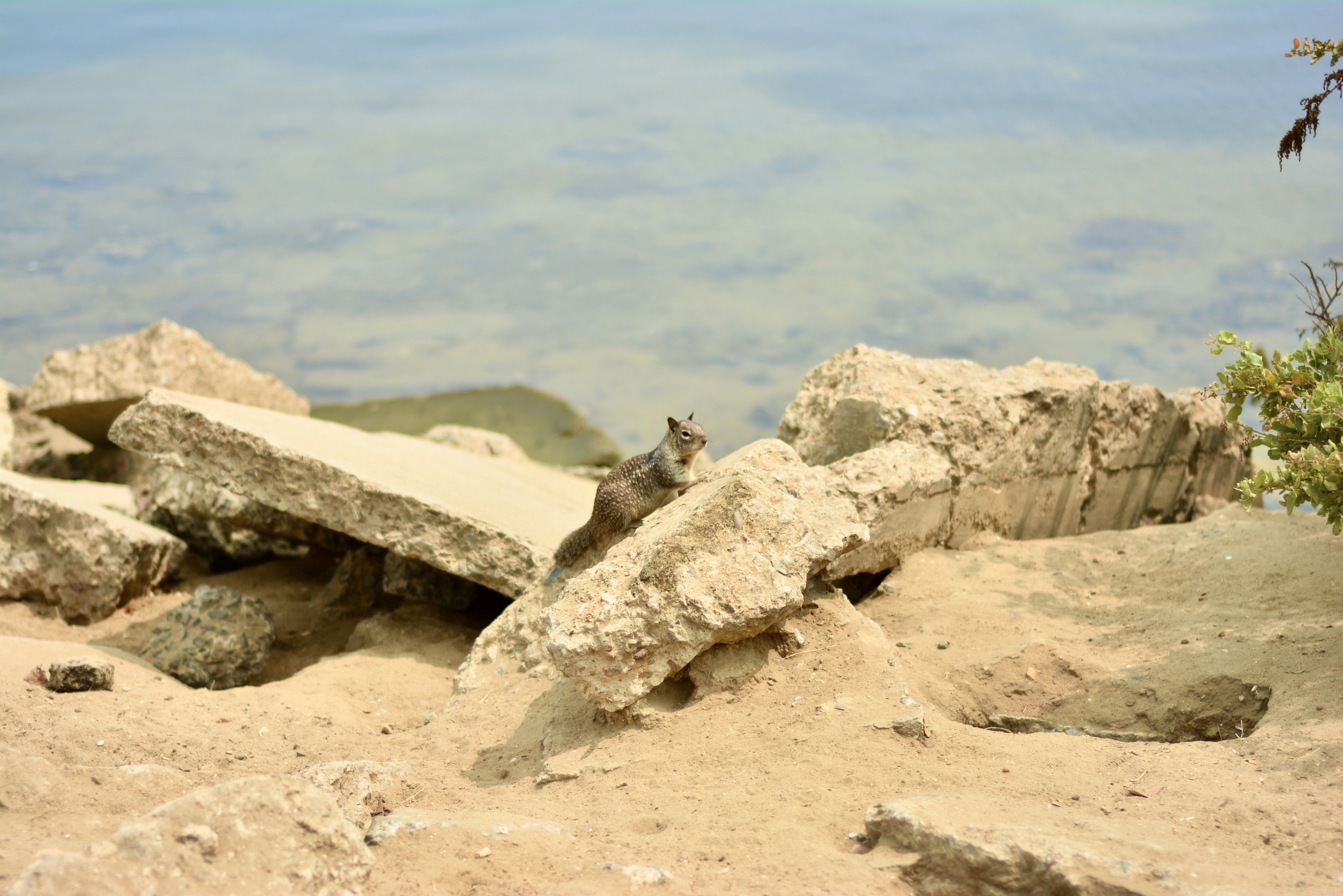 Lakeshore Lookout: A Squirrel Reposes on Sunlit Rocks