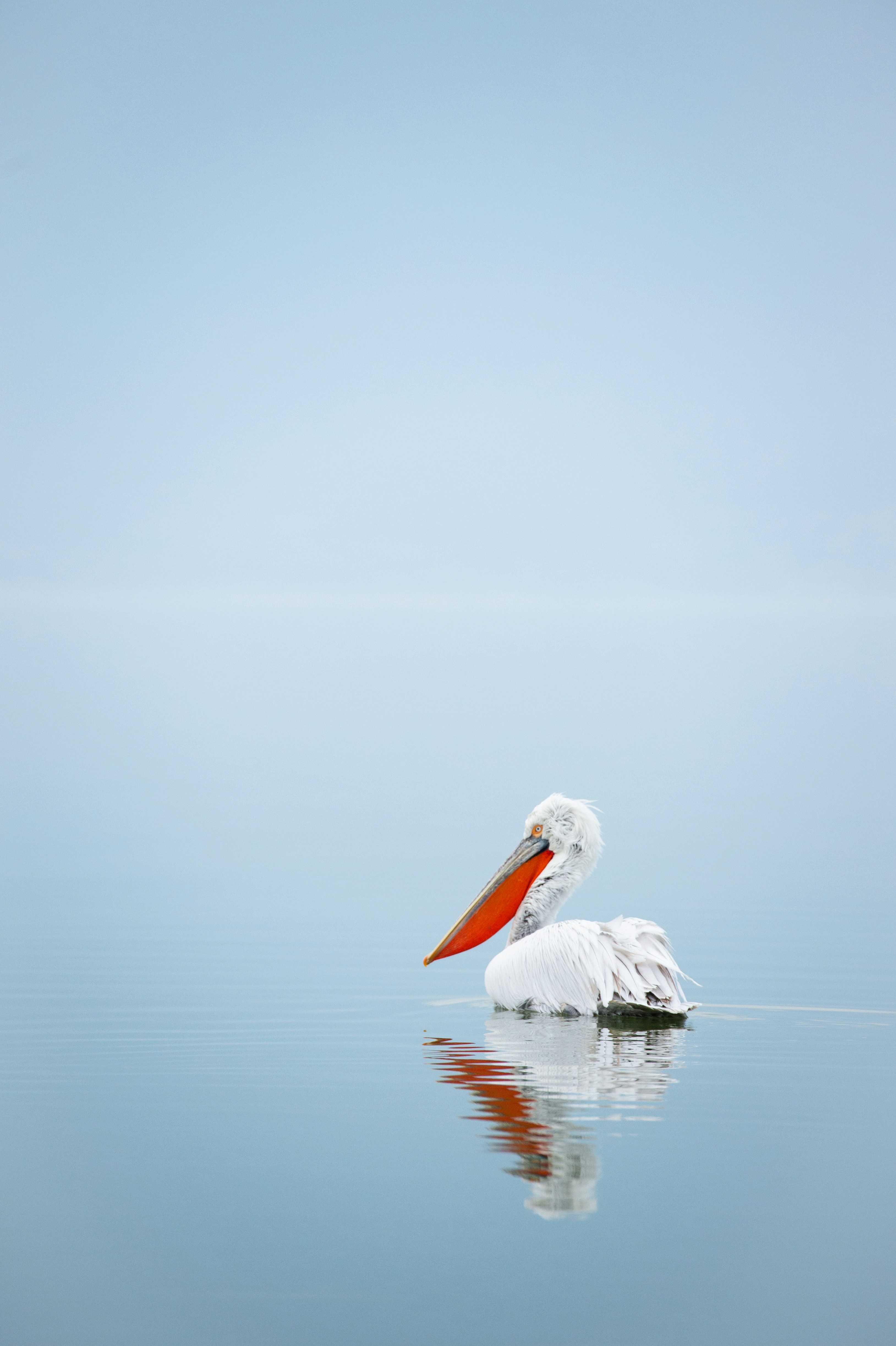 A white pelican glides gracefully on a calm, mirror-like surface, reflecting its image against a soft blue backdrop.