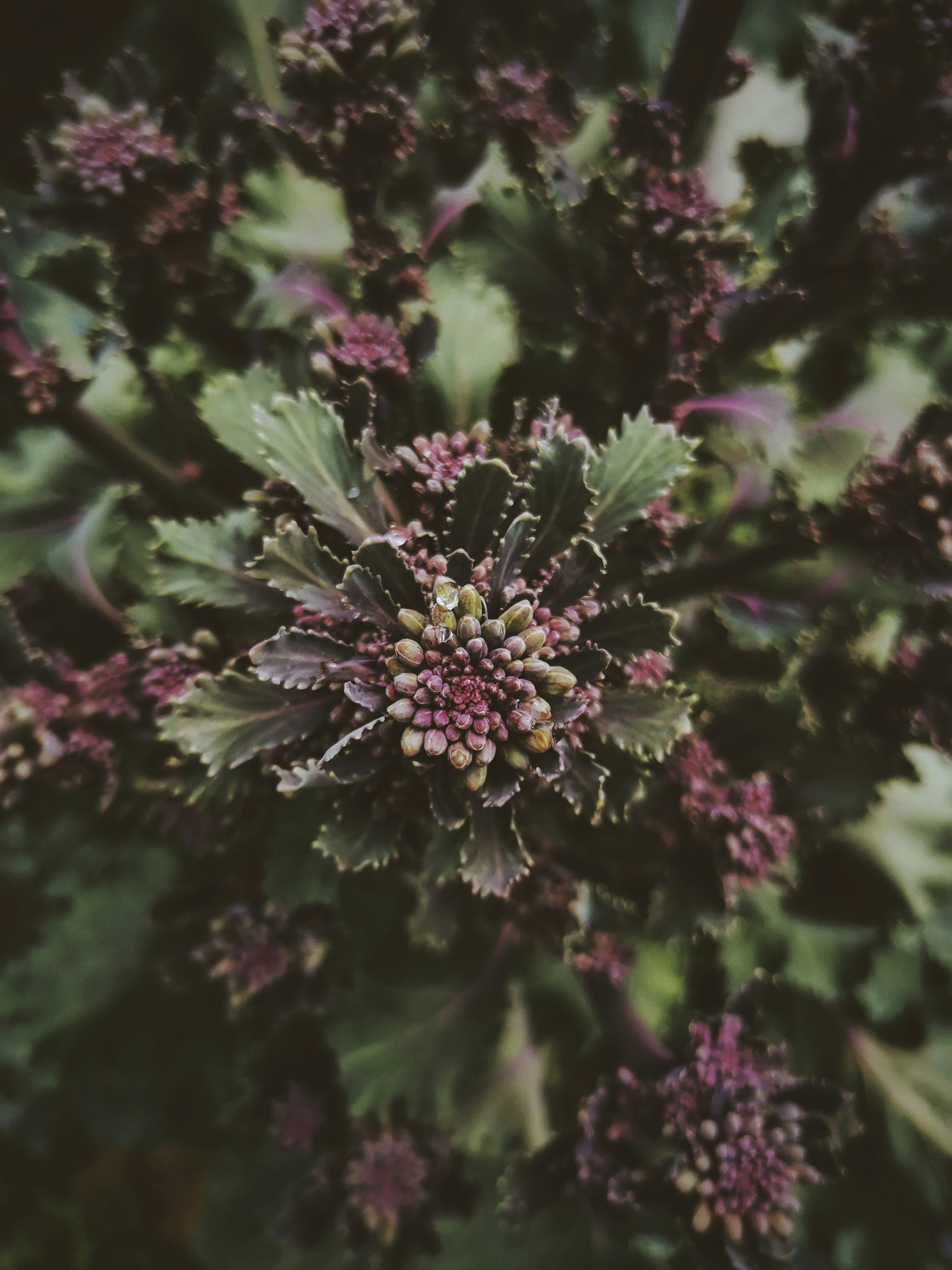 Close-up photograph of a flowering cluster with pink buds and serrated green leaves, set against a soft, blurred background. The image highlights the intricate center of the bloom.