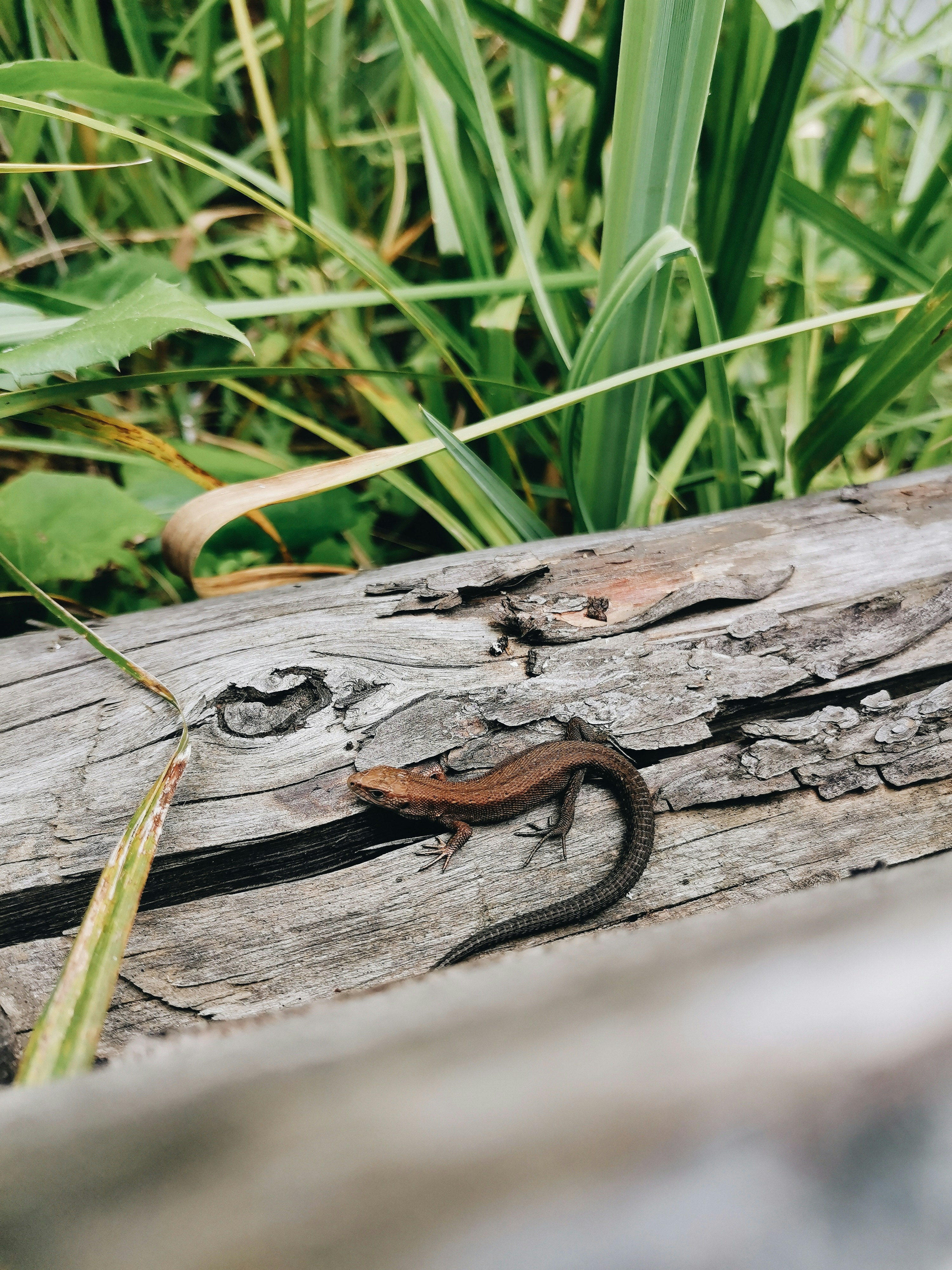 A small lizard rests on weathered wood amid green plants, capturing a moment of natural behavior in a garden setting.