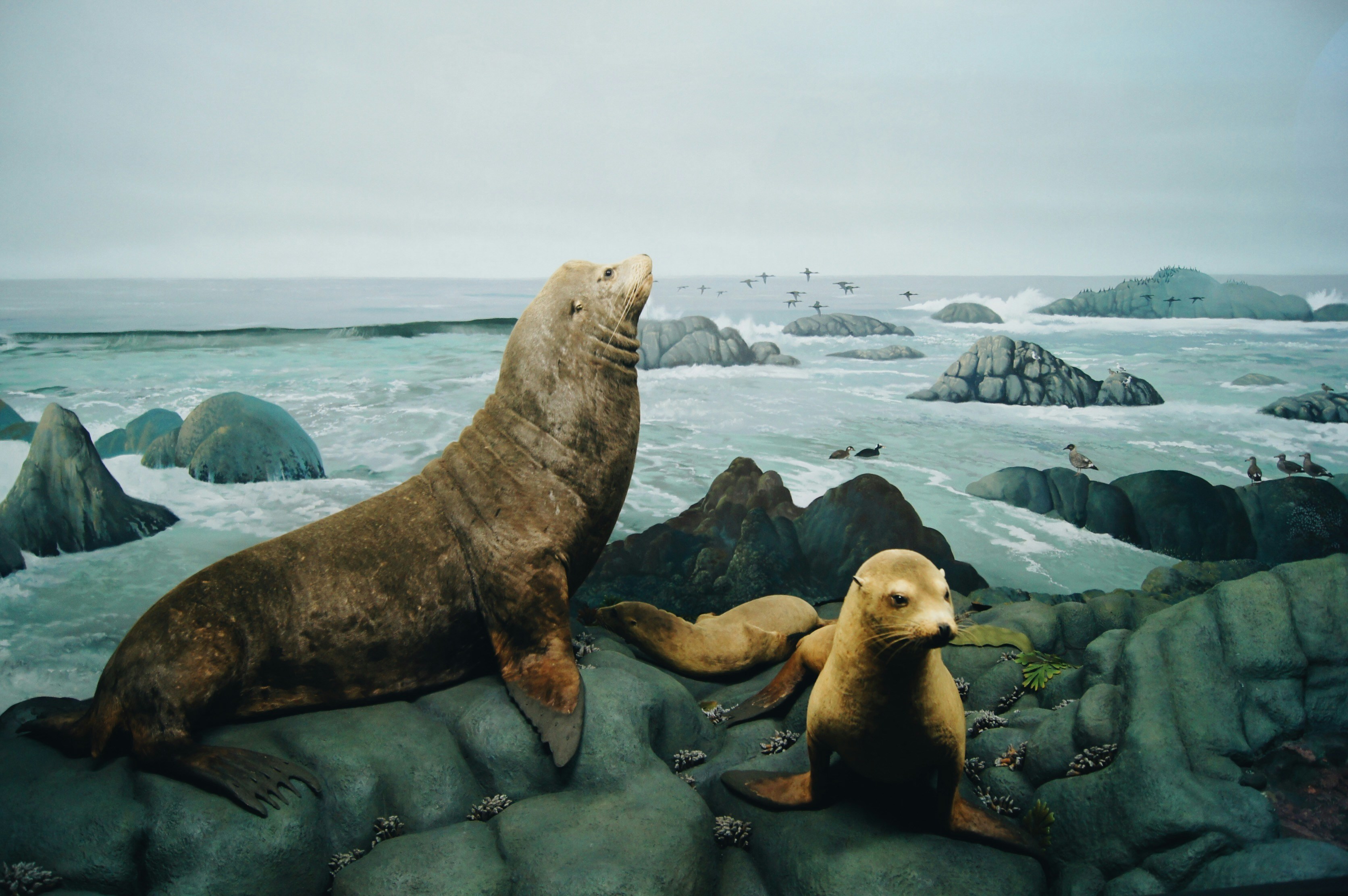 Sea lions lounging on rocky shoreline with distant waves and seabirds in flight.