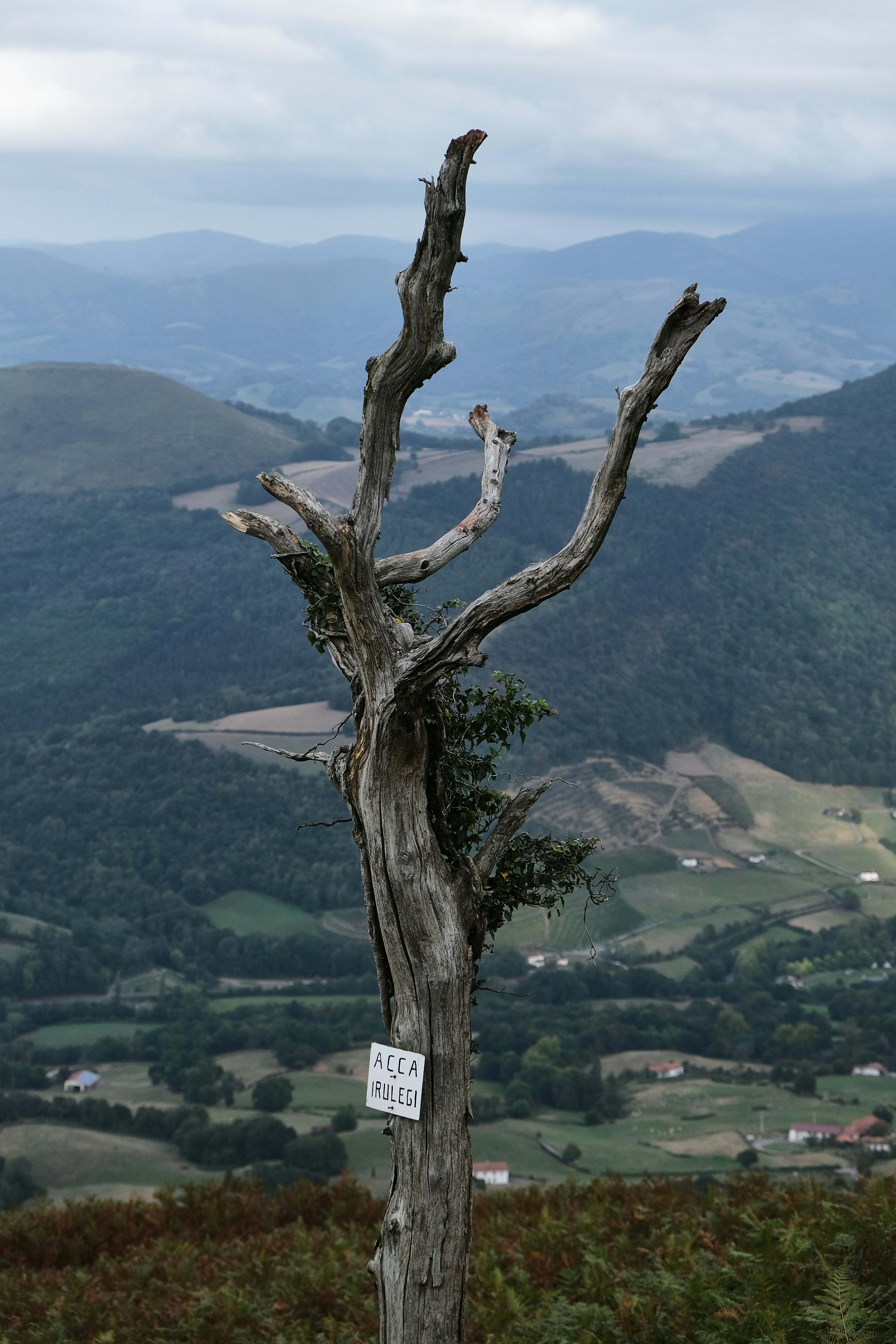 A weathered tree stands alone on a hillside, its twisted branches reaching toward the sky, while a sign clings to its trunk amidst a lush green landscape.