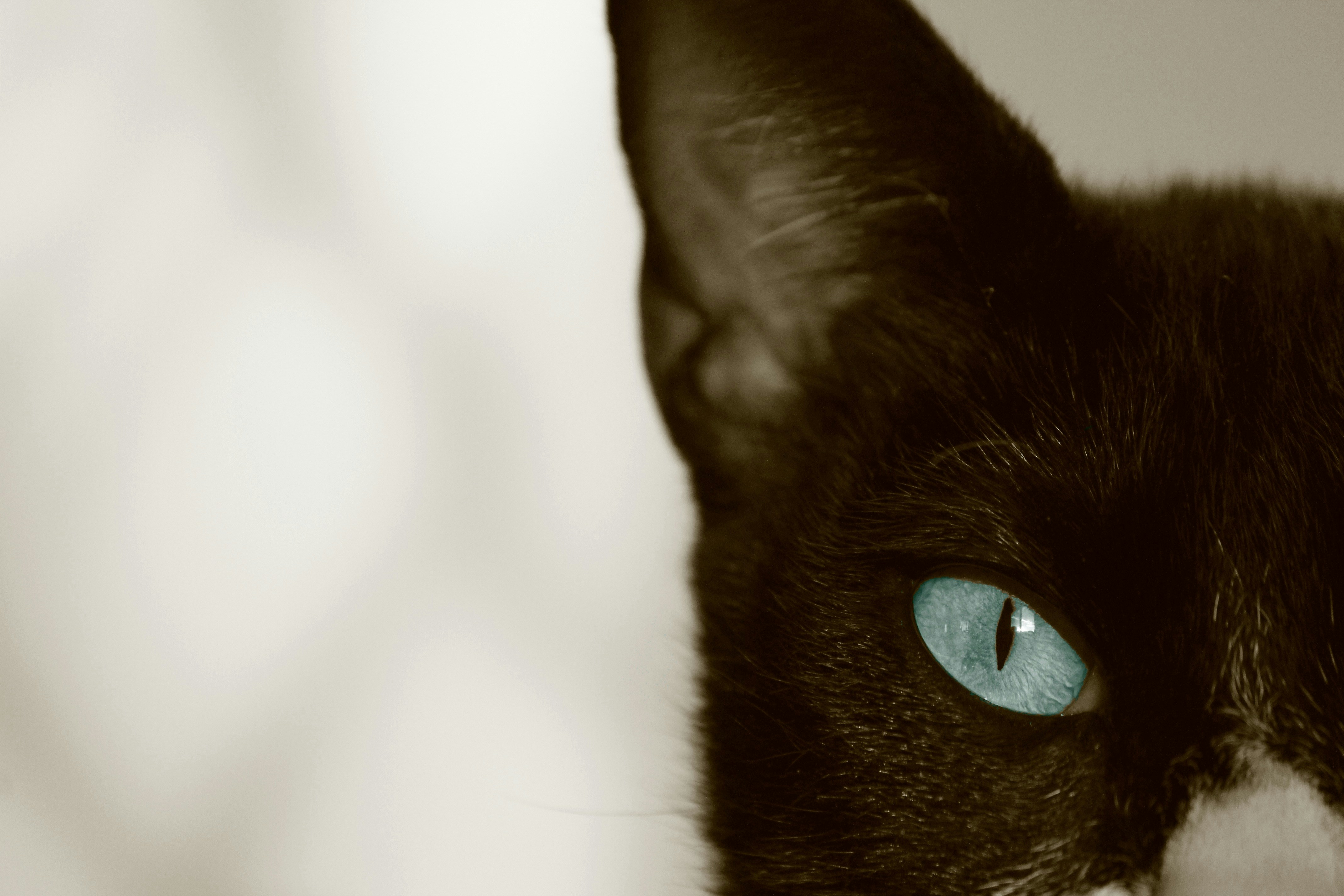 Chat noir aux yeux bleus photo – Photo Chat Gratuite sur Unsplash
