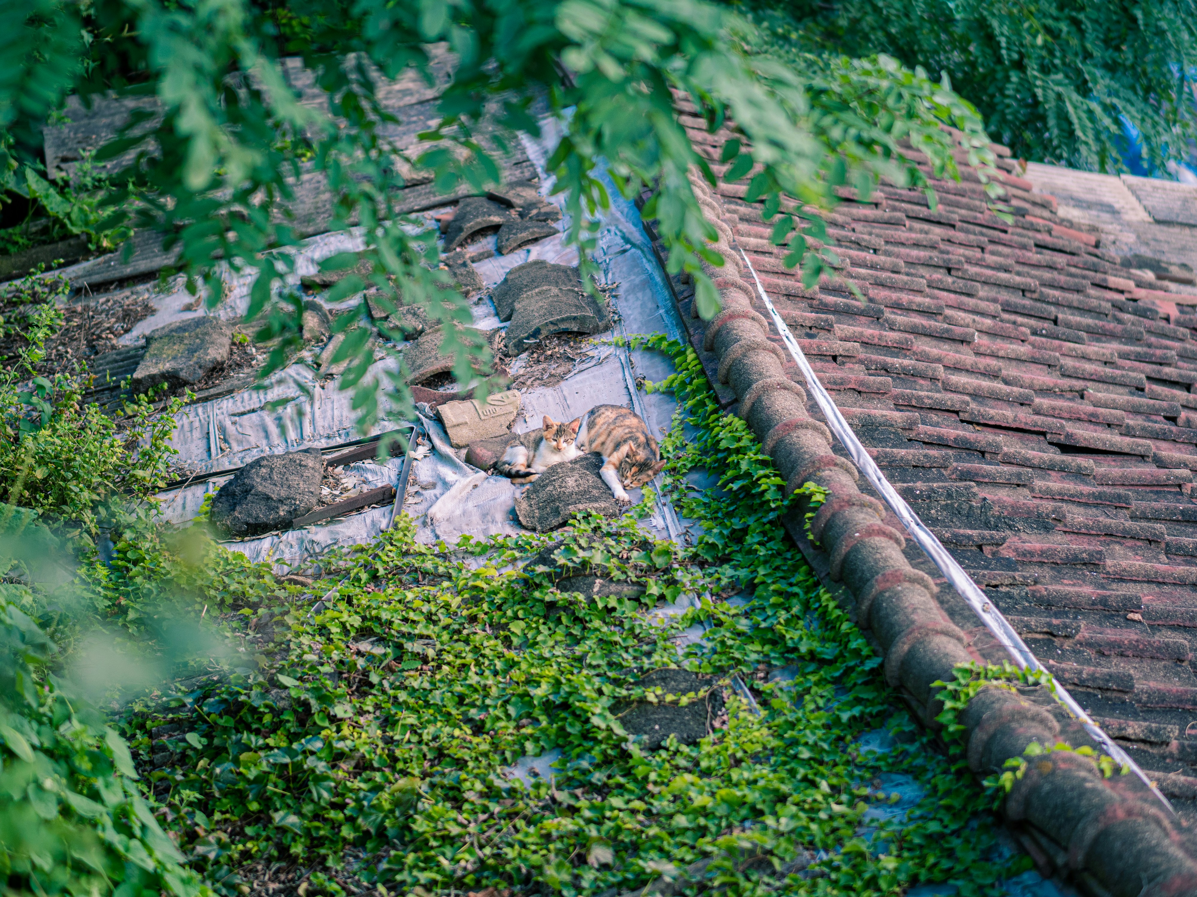 Quiet Cat on an Ivy-Clad Roof Among Terracotta Tiles