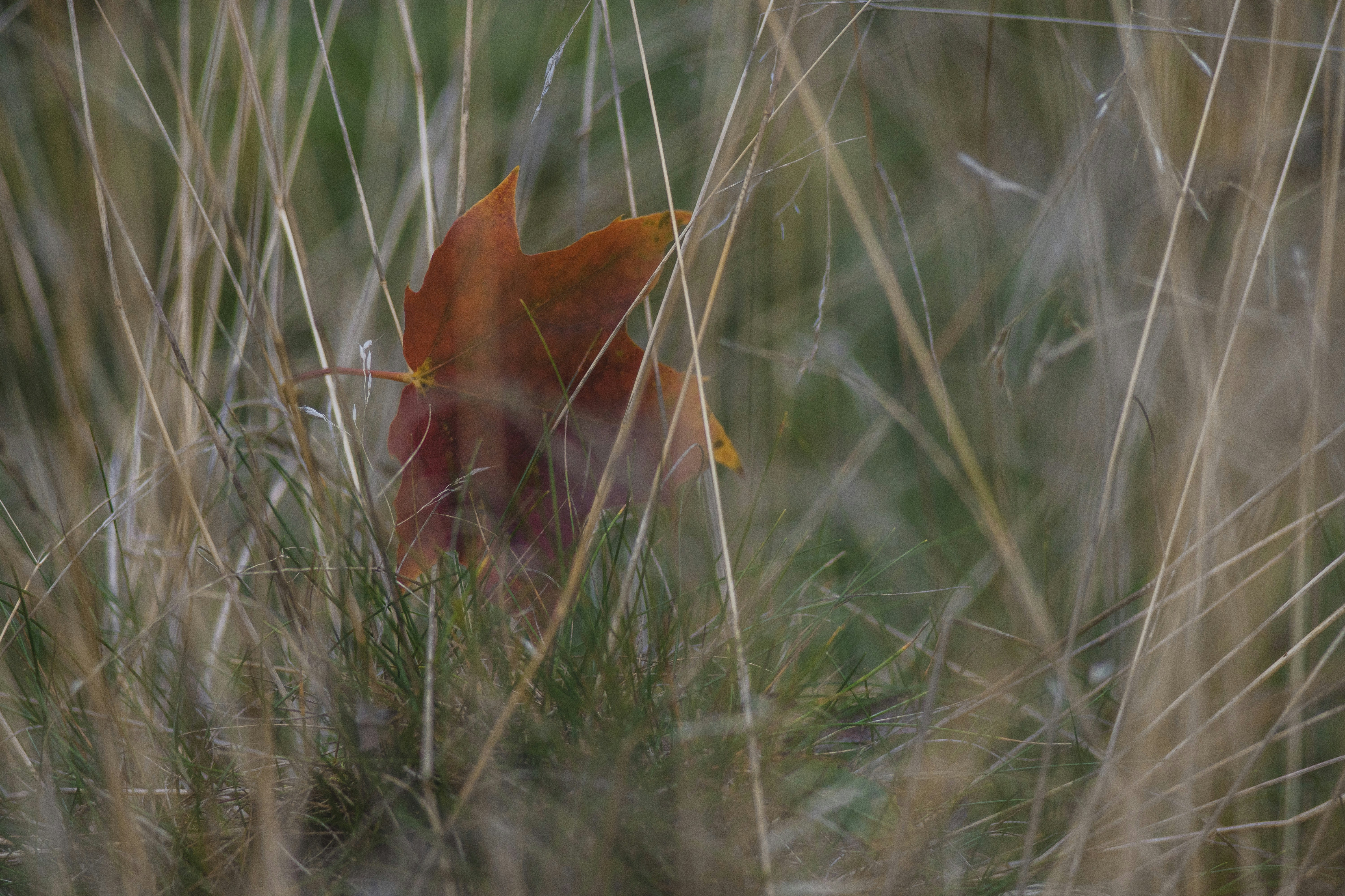 Crimson Leaf Amid Whispering Grasses