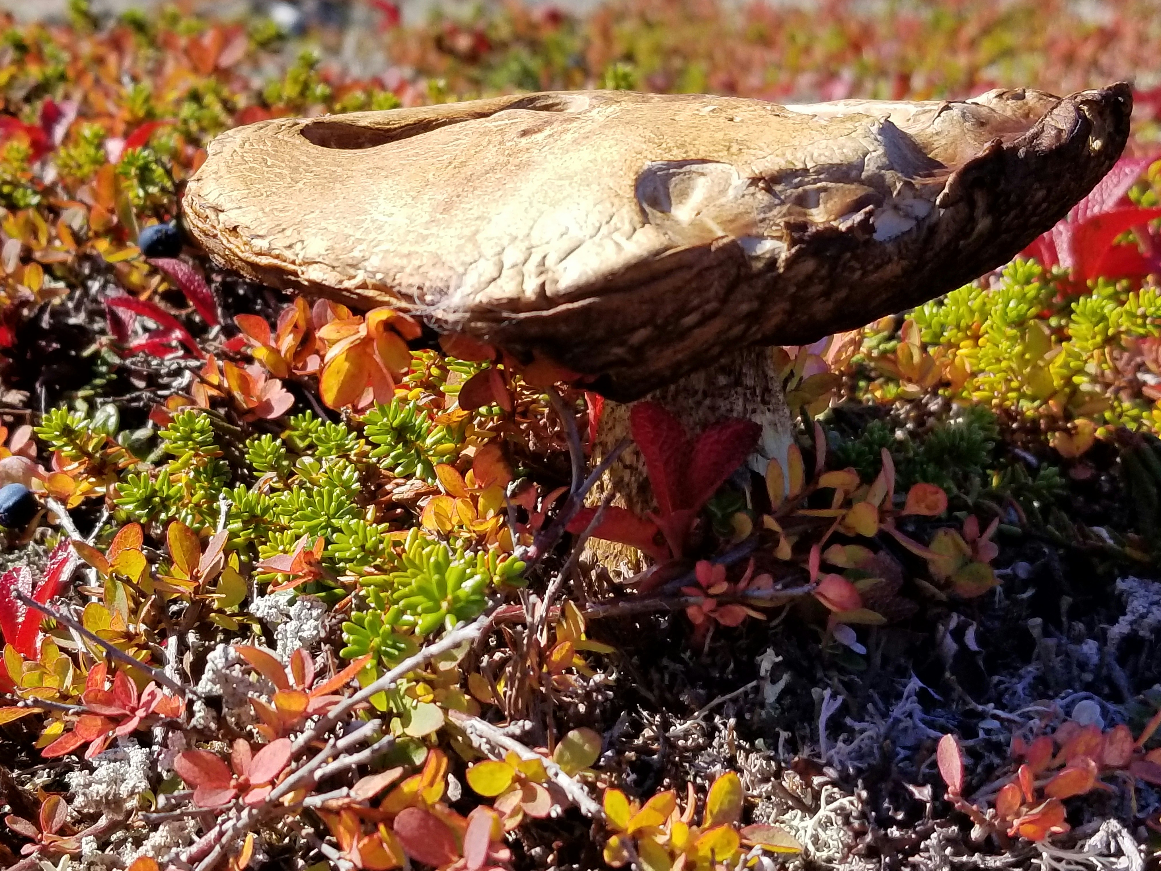 Mushroom Crown Among Frosted Autumn Groundcover