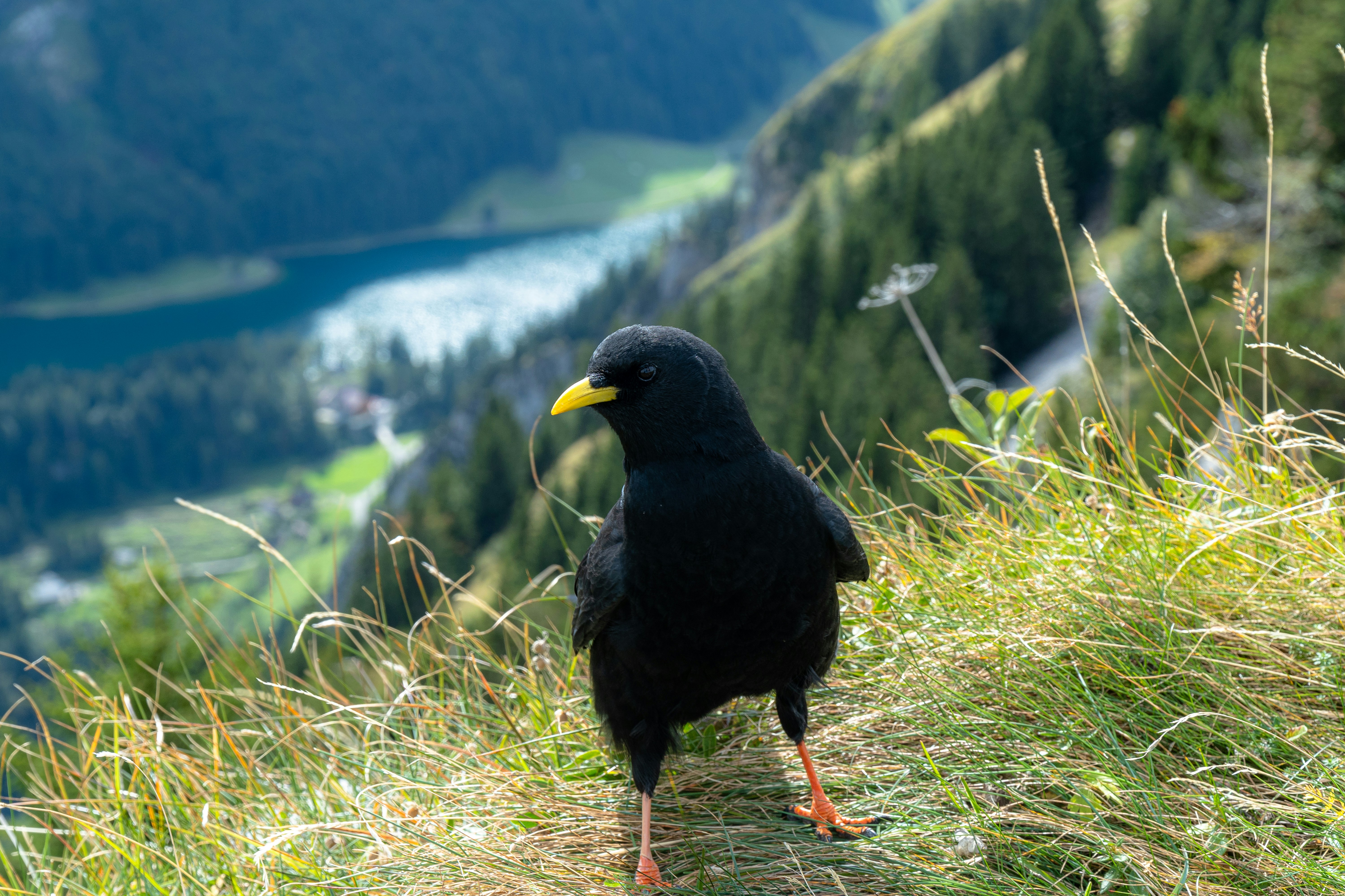 Black bird with a yellow beak perched on grassy hillside overlooking a serene lake and forested landscape.