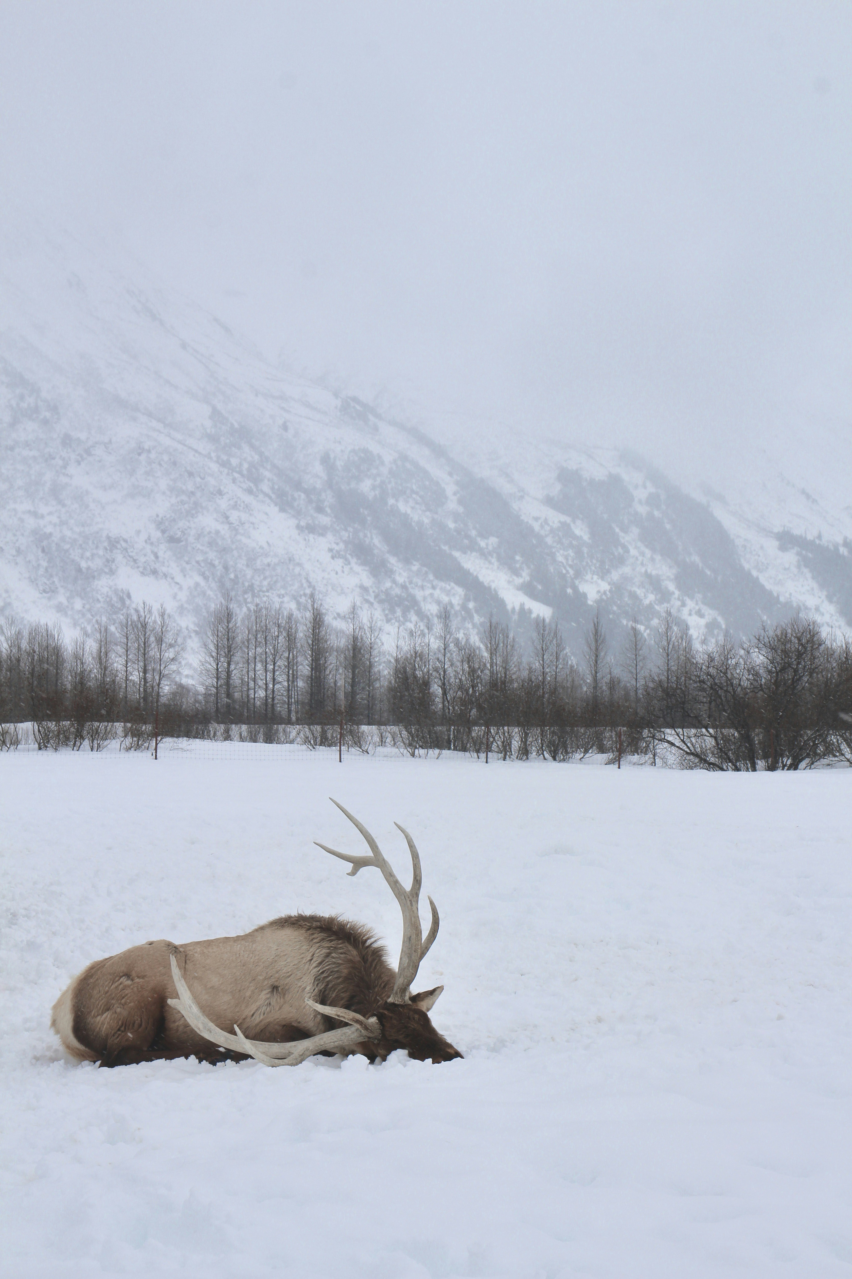 A beautiful elk taking a little nap in the freezing cold snow.