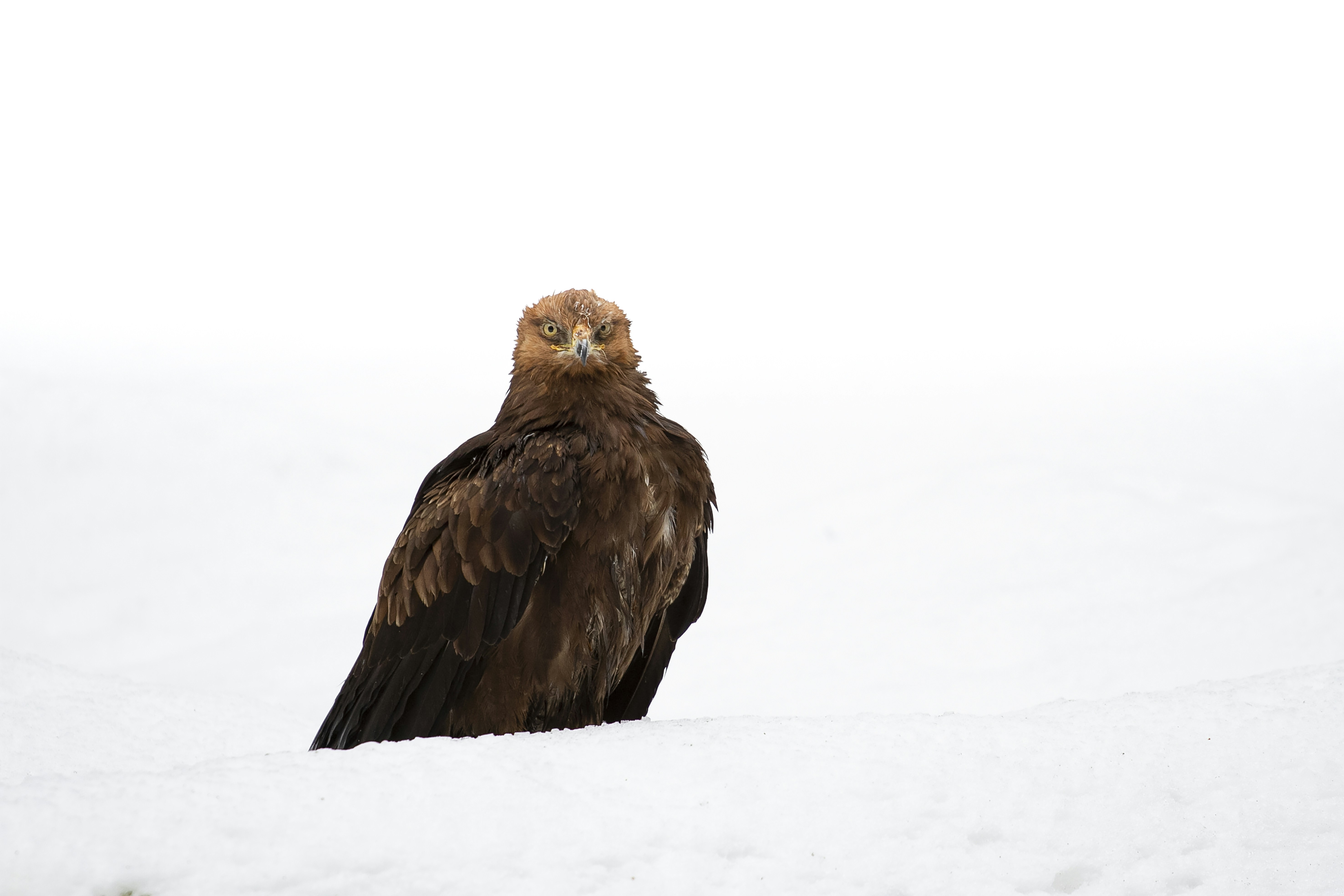 Snowbound Perch: Brown Hawk with a Watchful Gaze