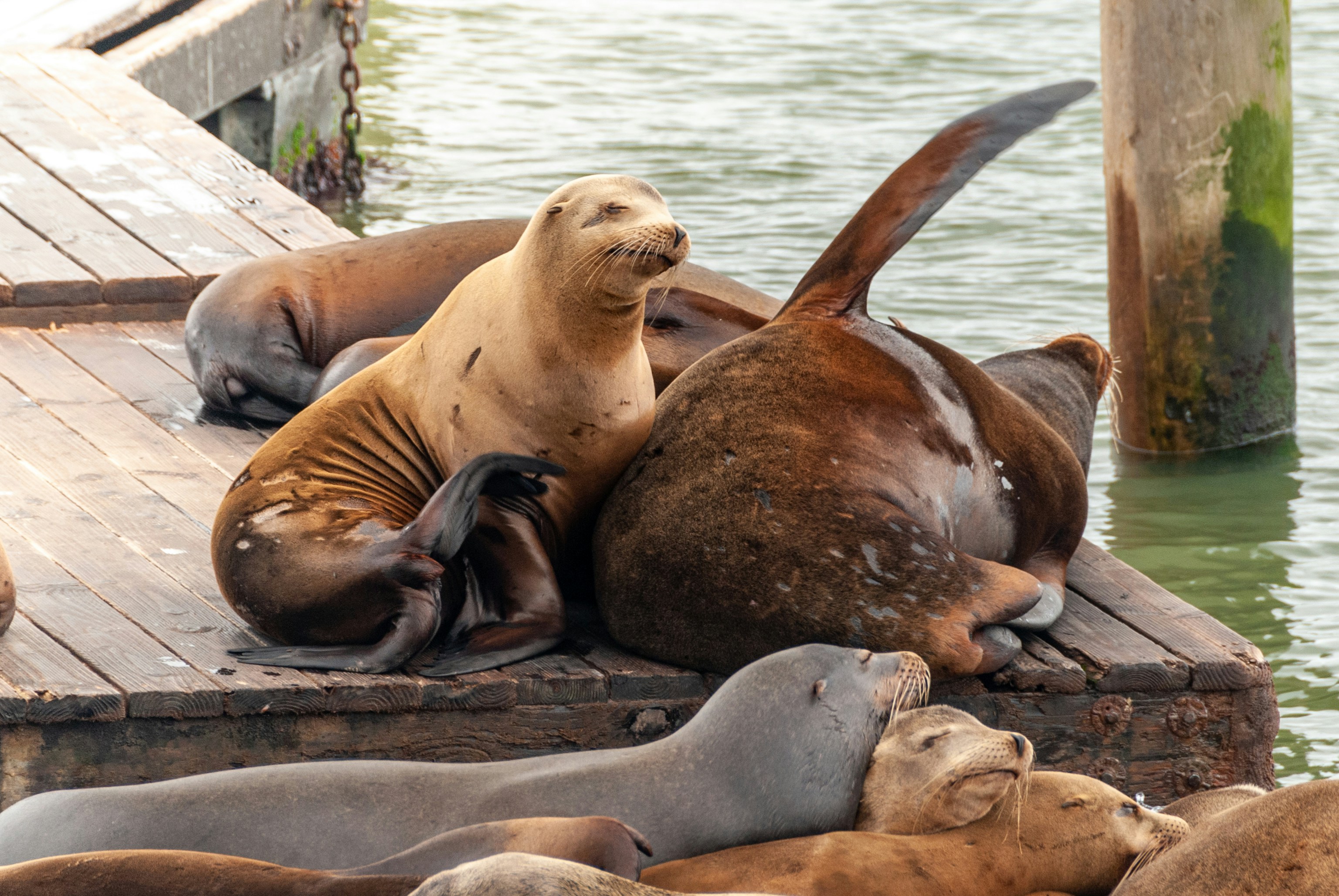 A group of sea lions basking on a wooden dock, showcasing their playful interactions and relaxed poses. The tranquil water reflects their surroundings.