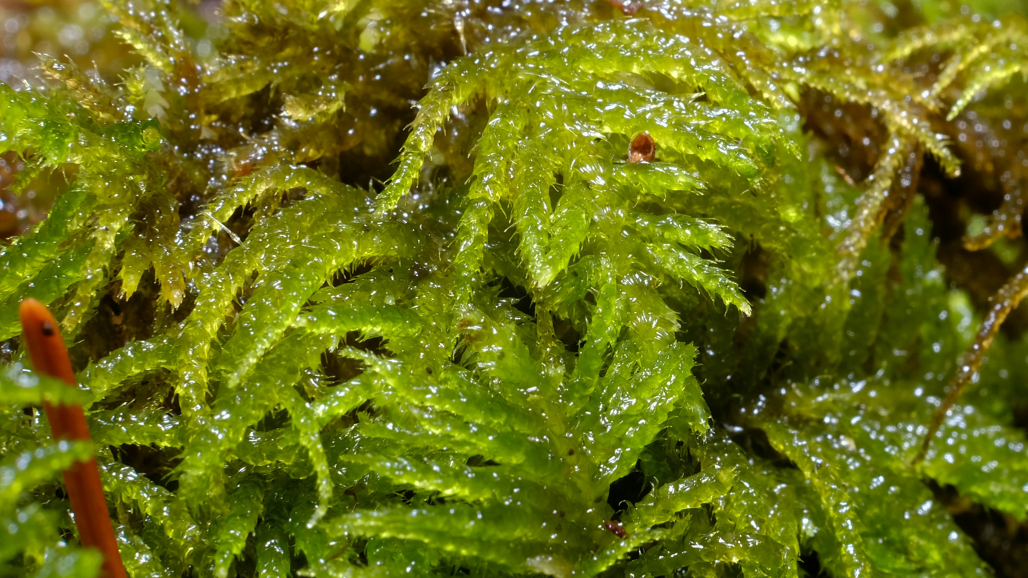 green fern plant in close up photography