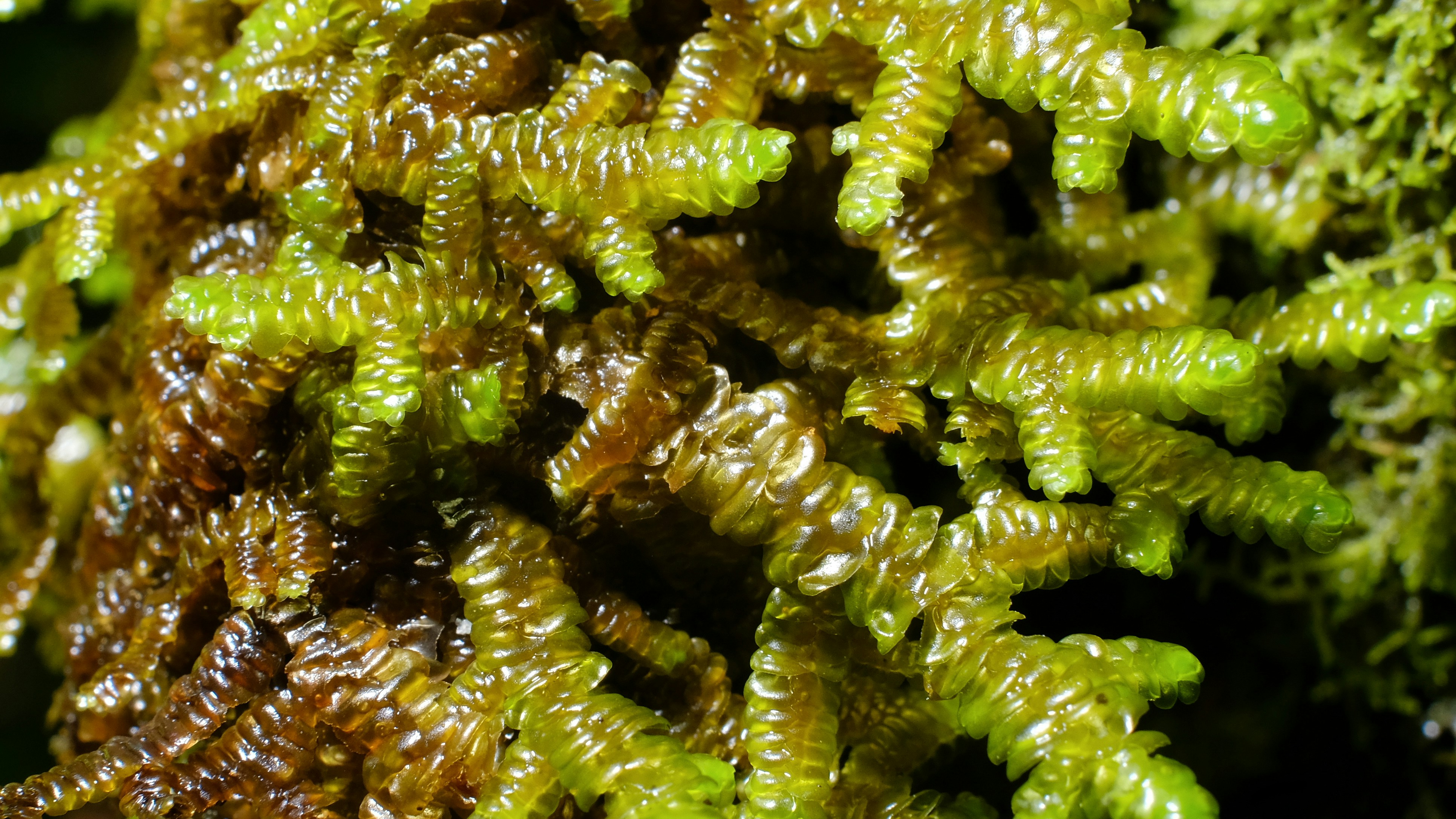 Luminous Mossy Micro-Forest: Close-Up of Vibrant Fern-like Textures