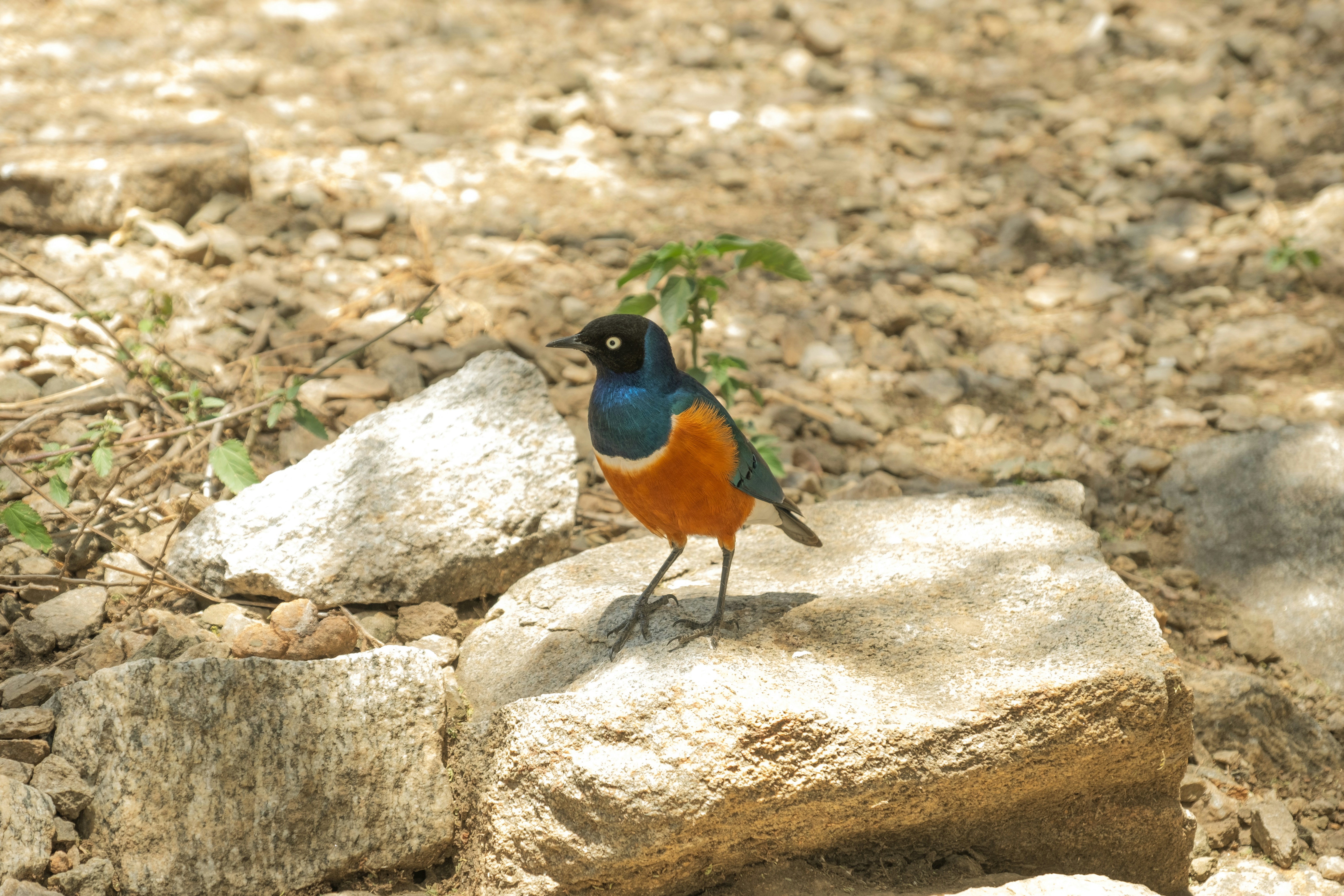 blue and brown bird on brown rock during daytime