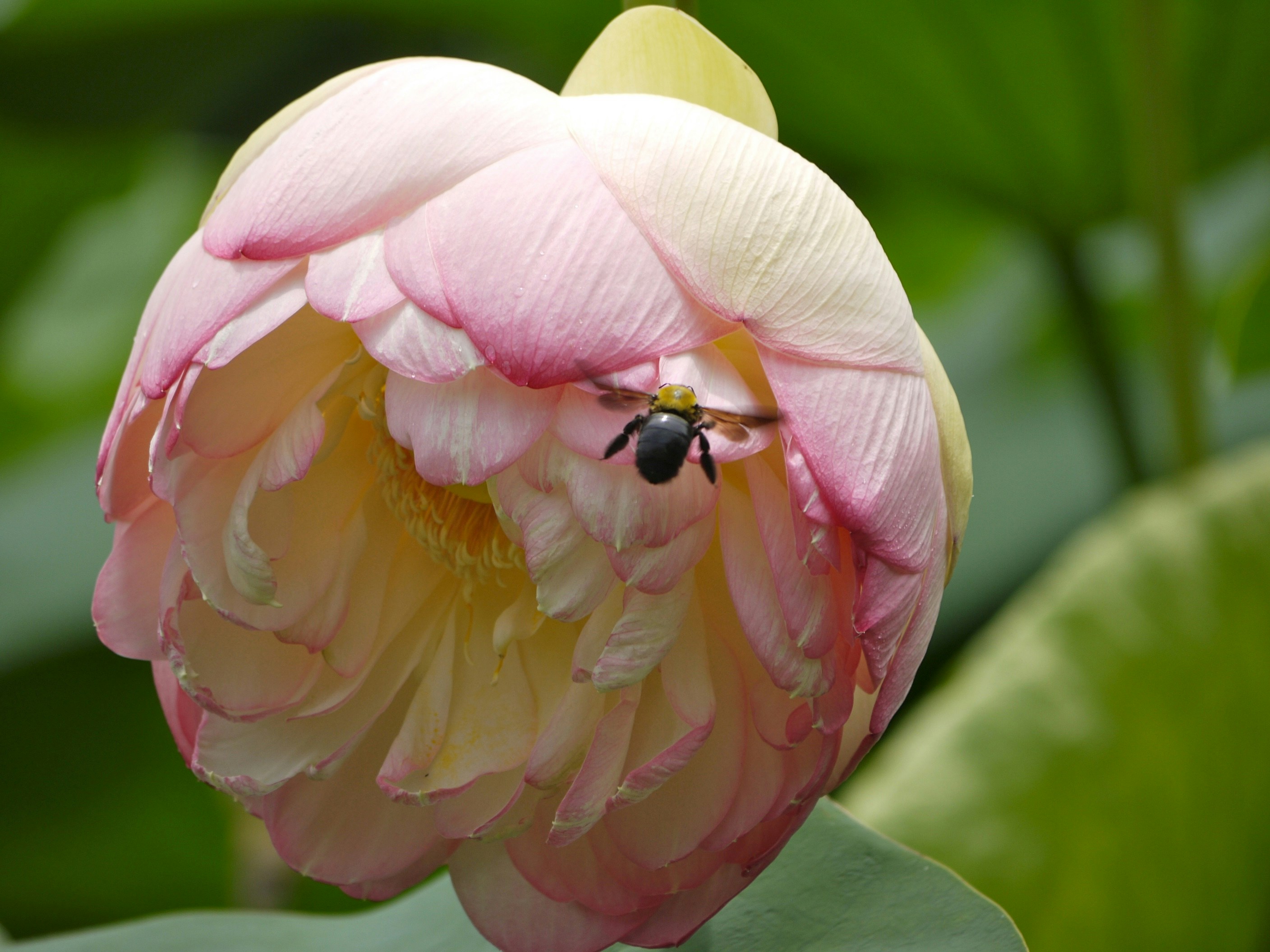 A bee approaches a pink lotus flower, showcasing the intricate details of the petals and the vibrant colors of nature. The composition highlights the delicate balance within the ecosystem.