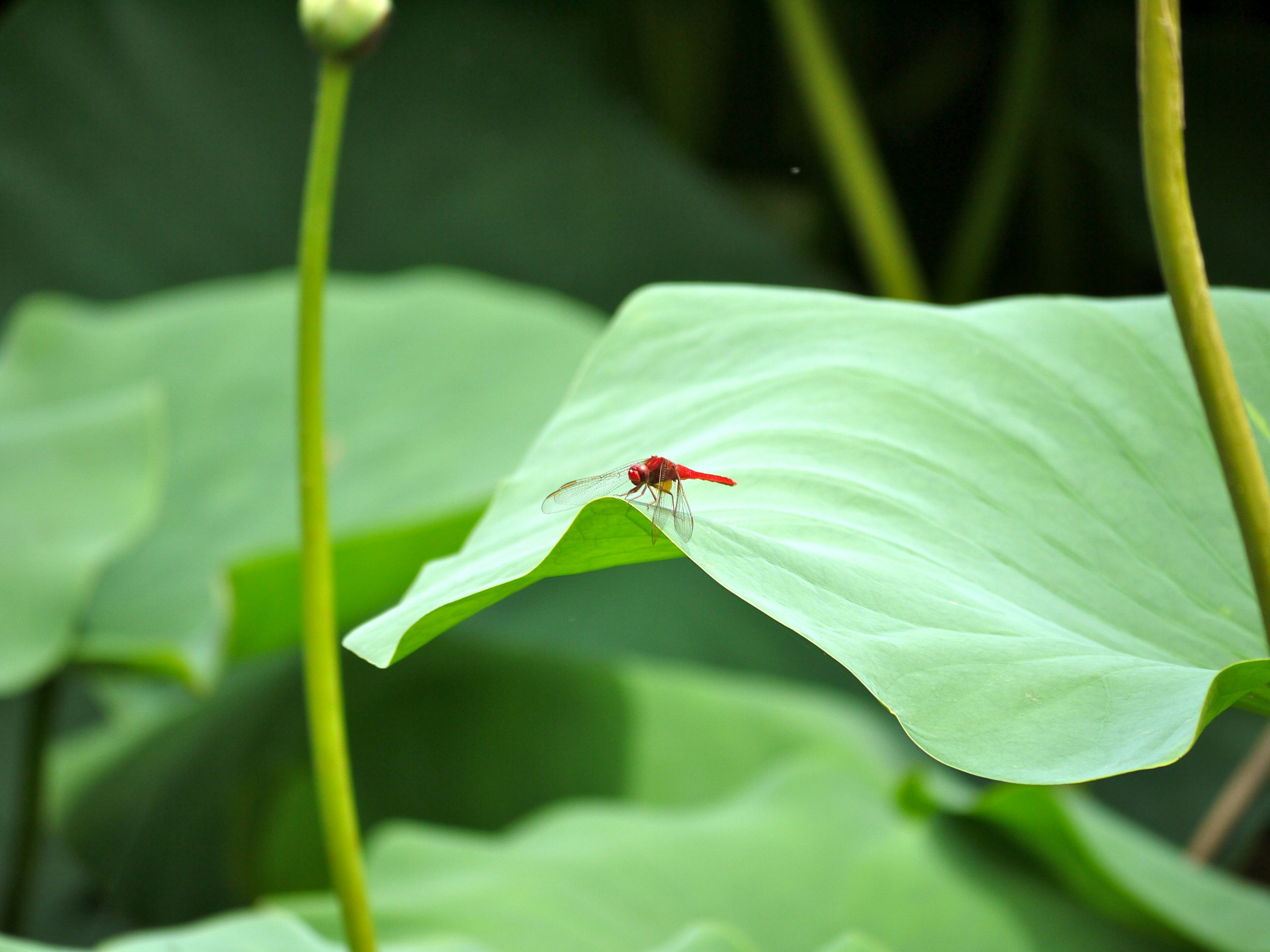 A vibrant red dragonfly perched on a large green lotus leaf, surrounded by lush foliage.