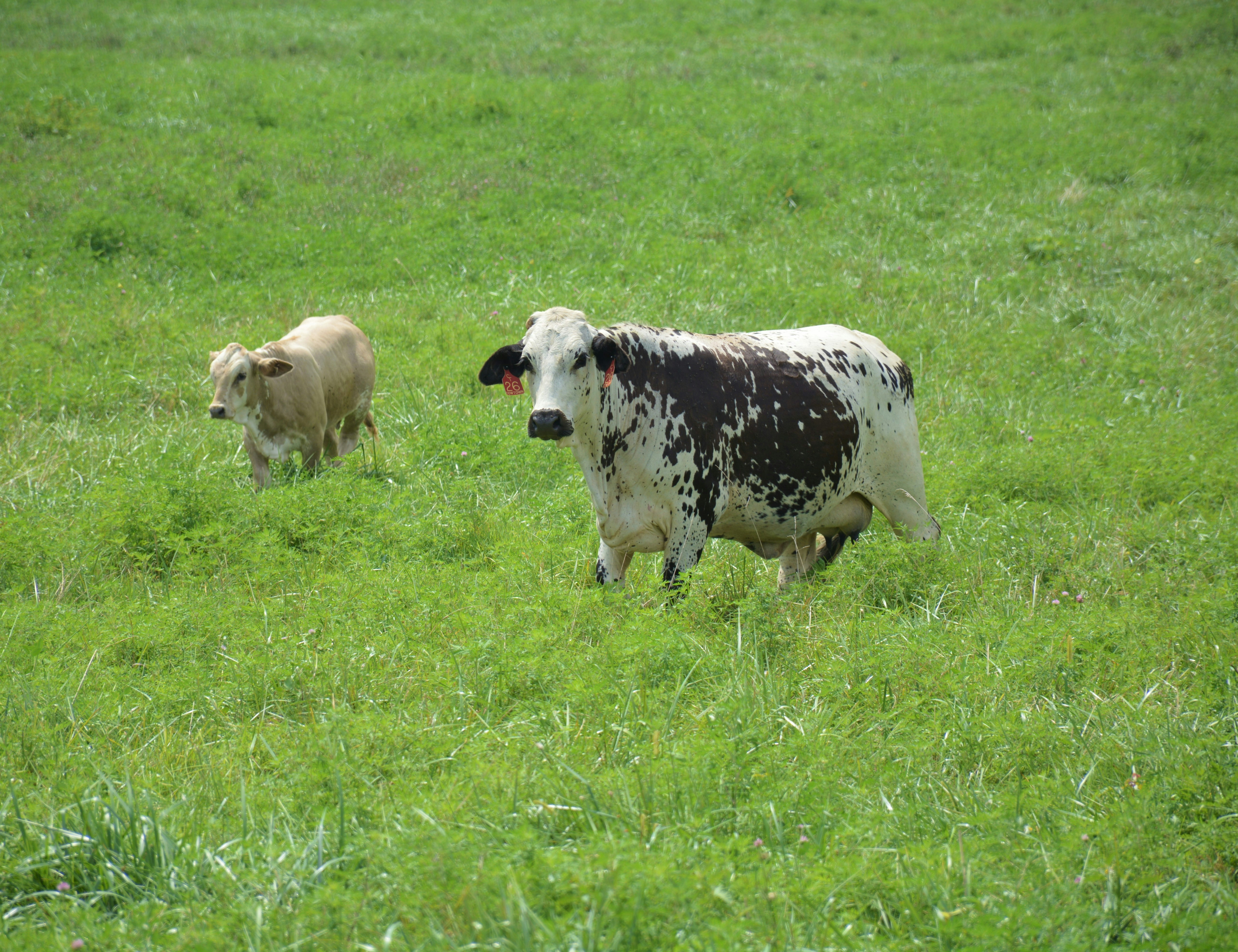 Gentle Giants of the Pasture