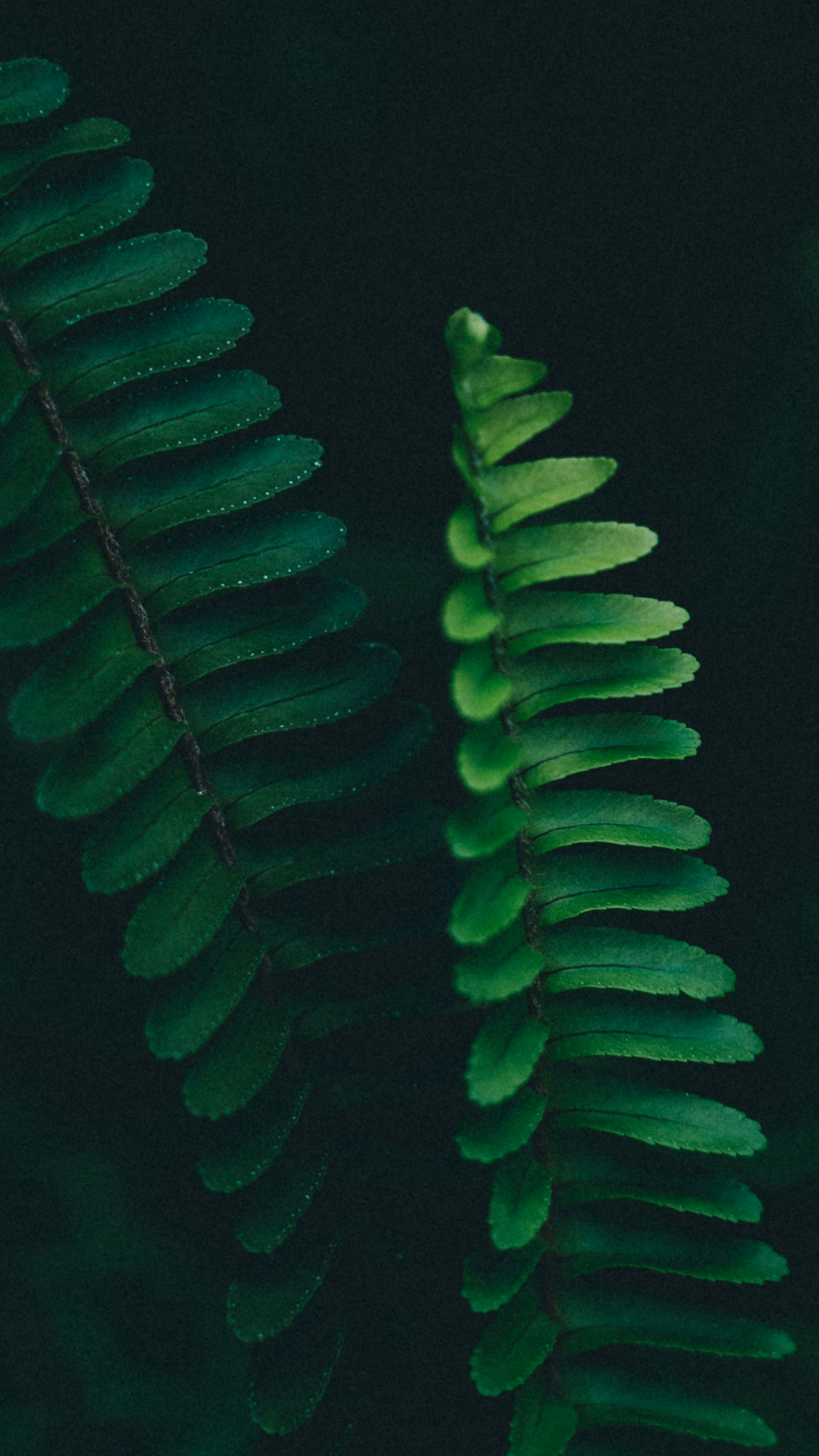 Close-up of two ferns showcasing their intricate leaf structures against a dark background.
