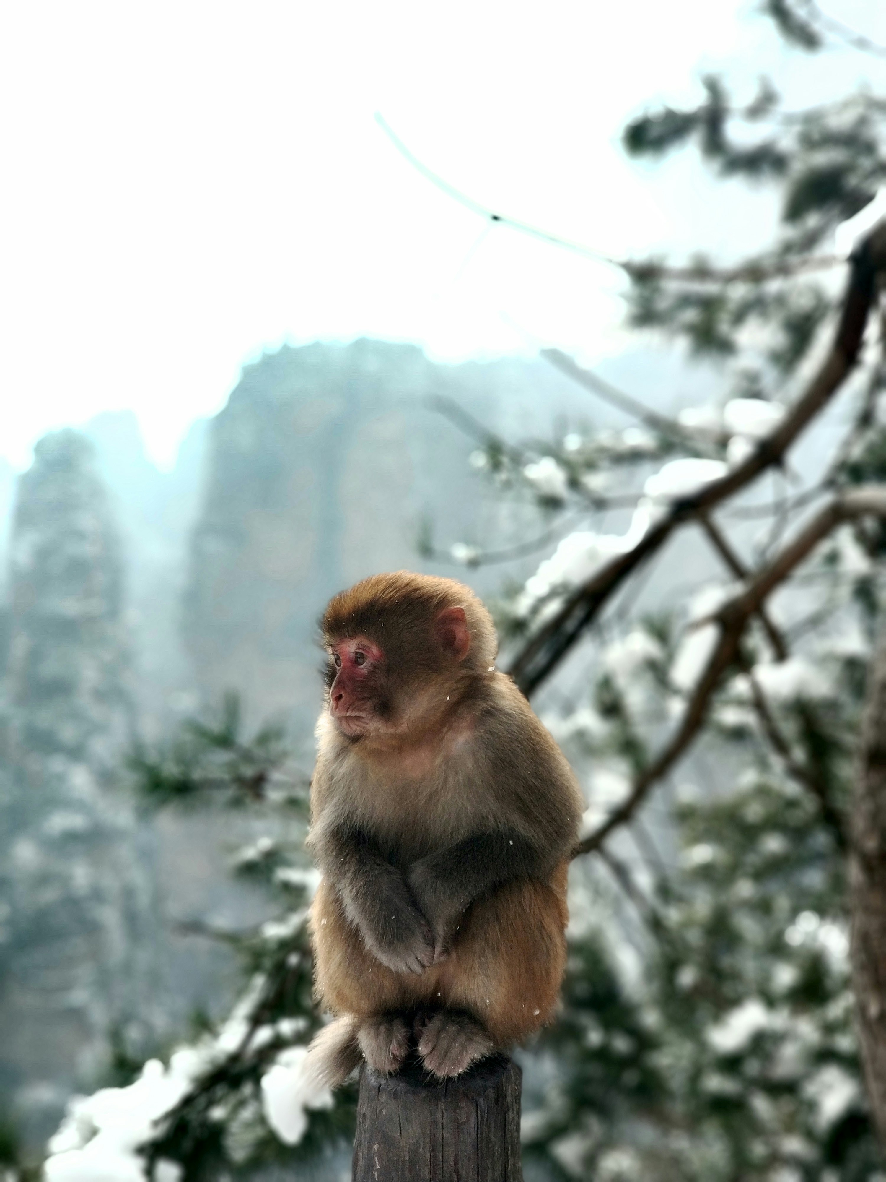 A solitary monkey perched on a wooden post amidst a snowy landscape, surrounded by frosted branches and towering cliffs in the background.