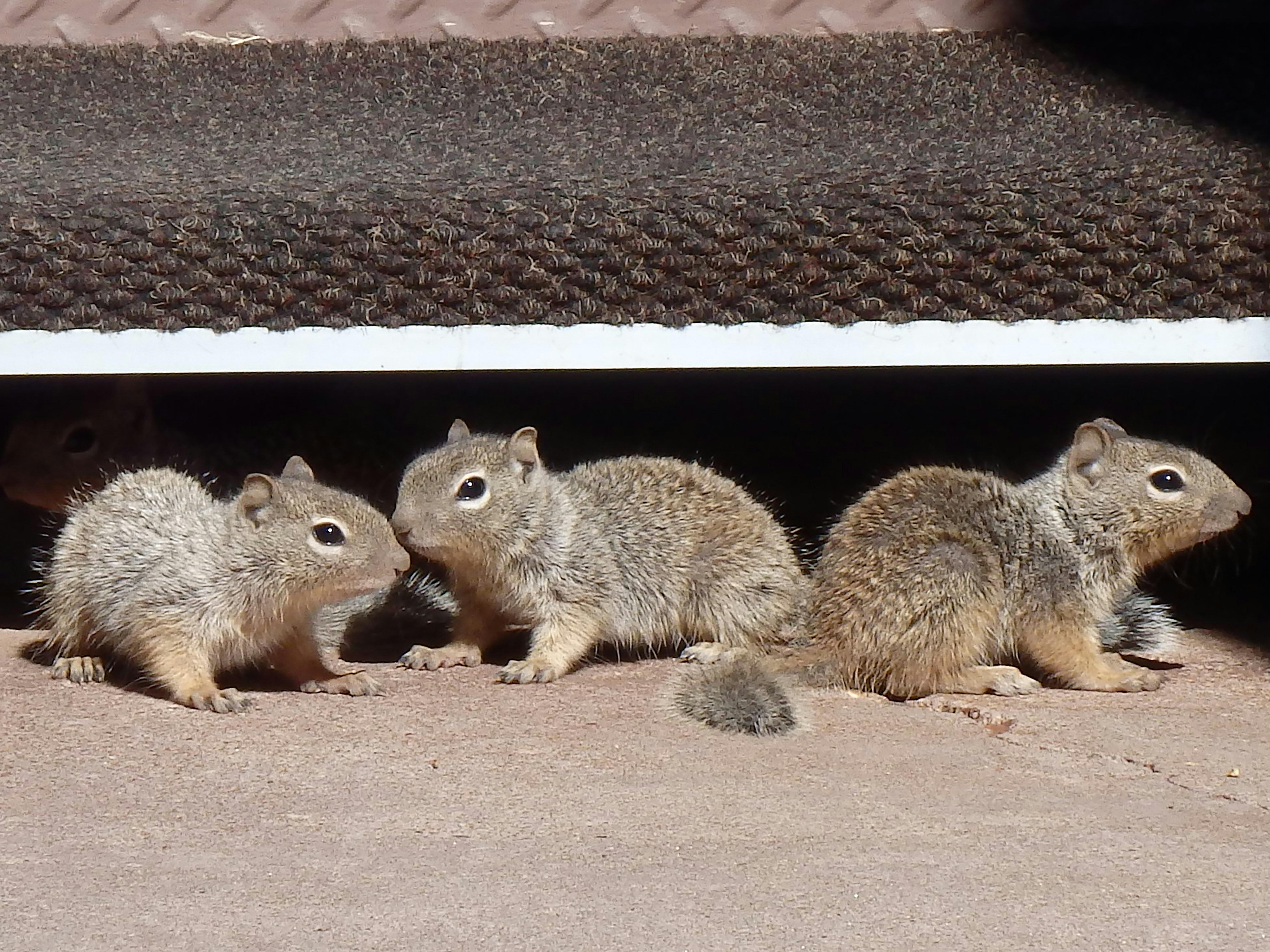 Squirrel Trio Under a Shaded Overhang