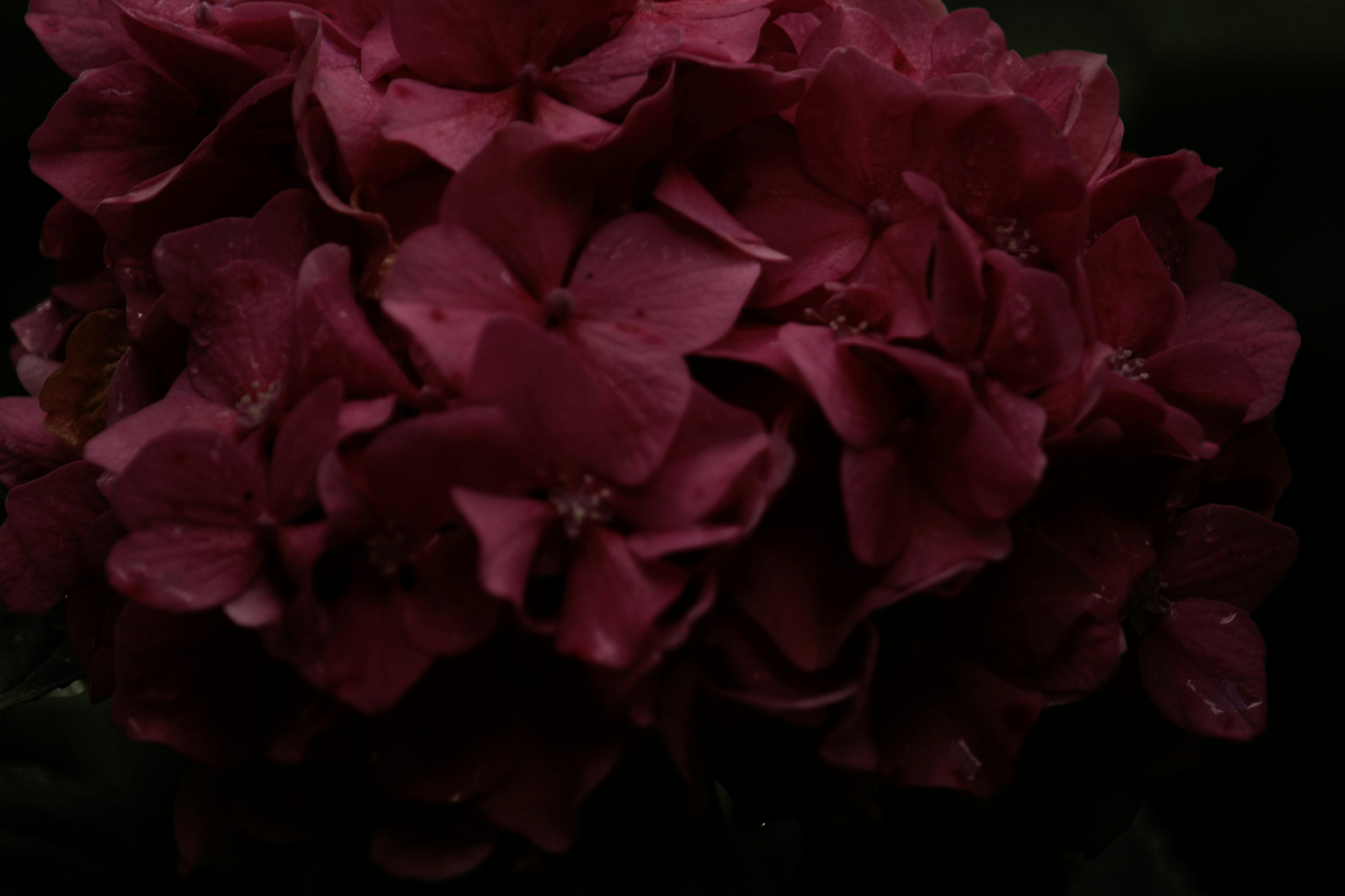 Velvety Petals in Low Light