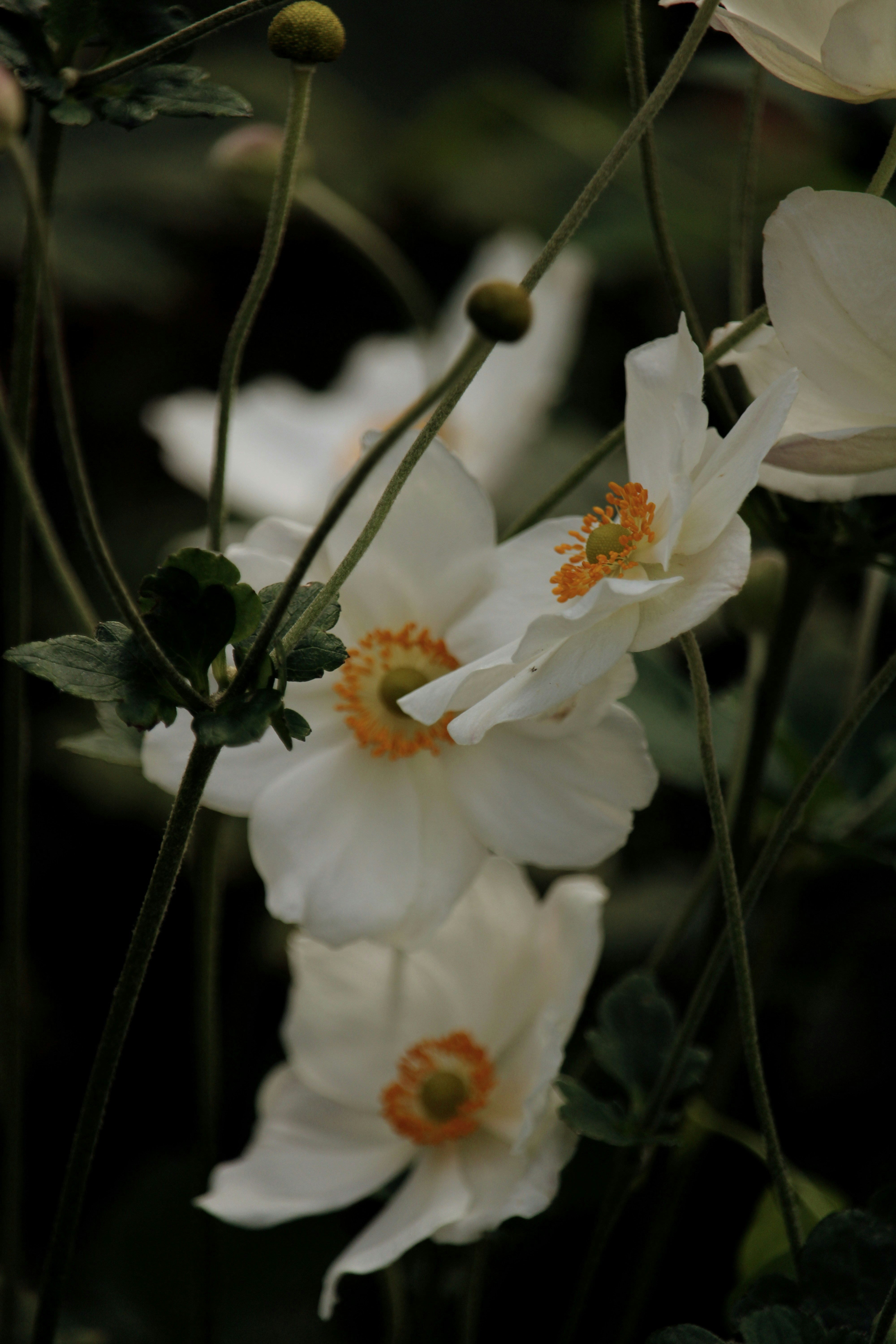 White flower in tilt shift lens photo – Free Flower Image on Unsplash