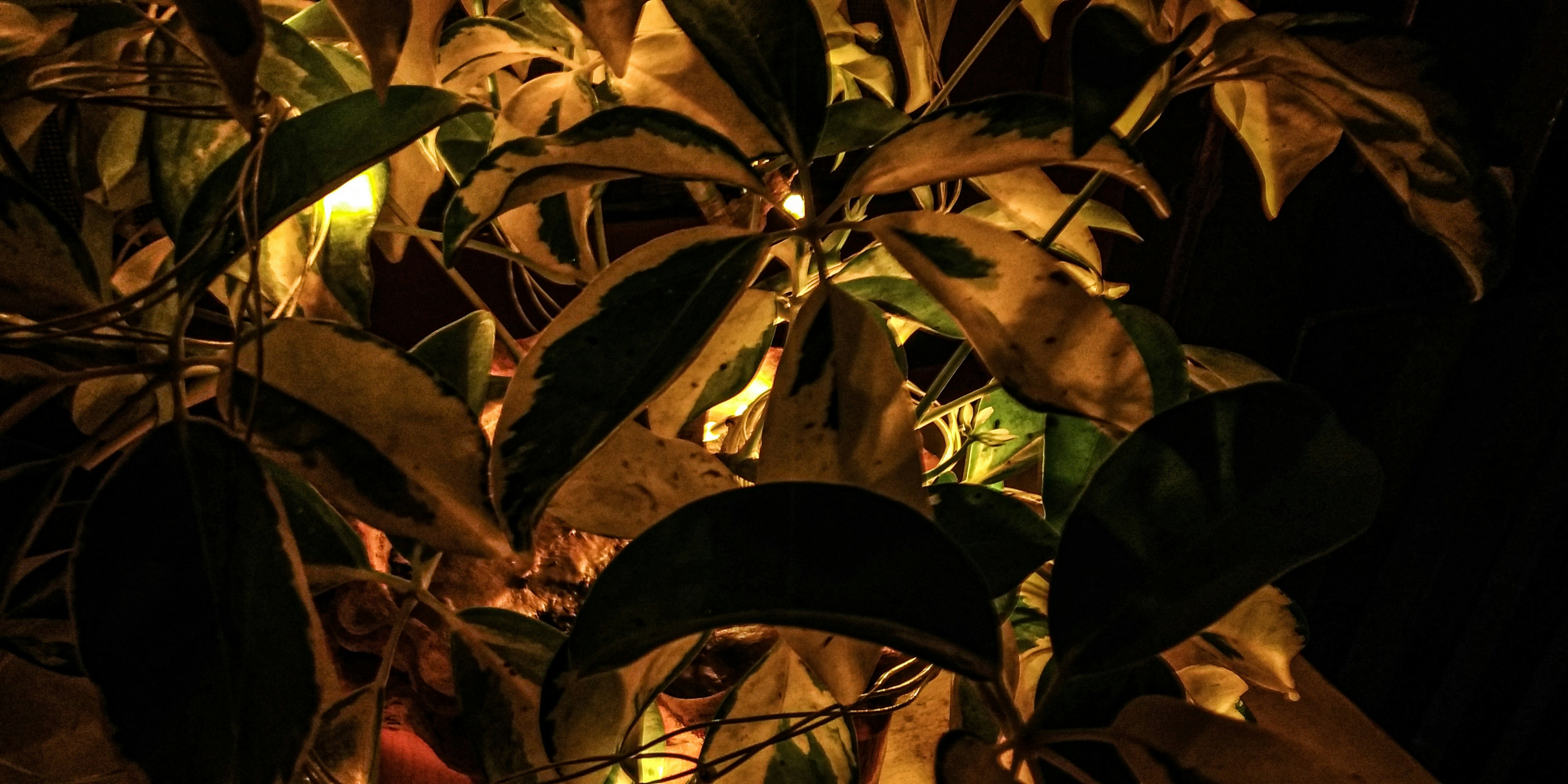 Close-up photograph of dense leaves bathed in a warm lantern glow. A soft point of light pierces through the foliage, creating subtle backlighting and depth.