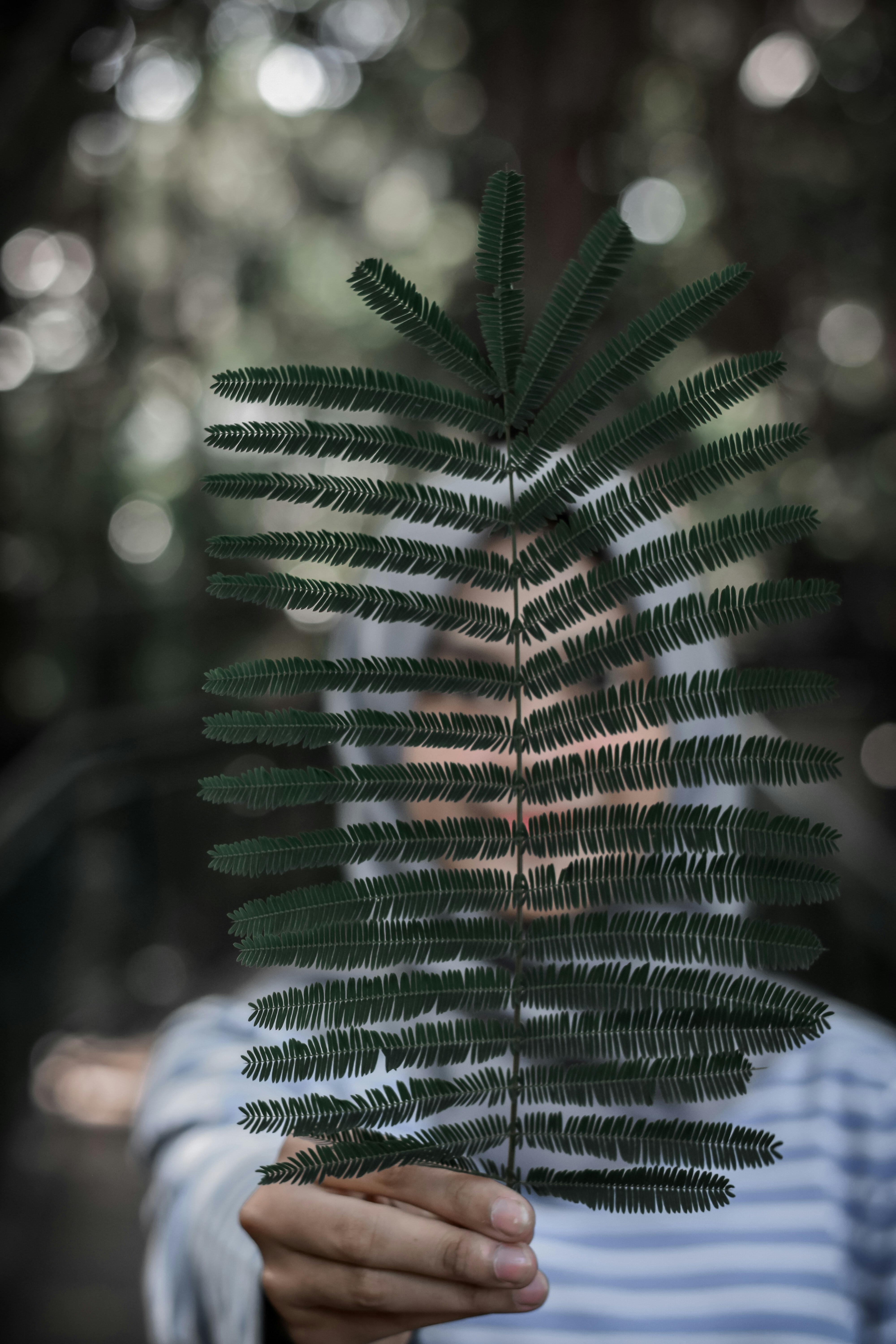 Green pine tree in close up photography photo – Free Grey Image on Unsplash