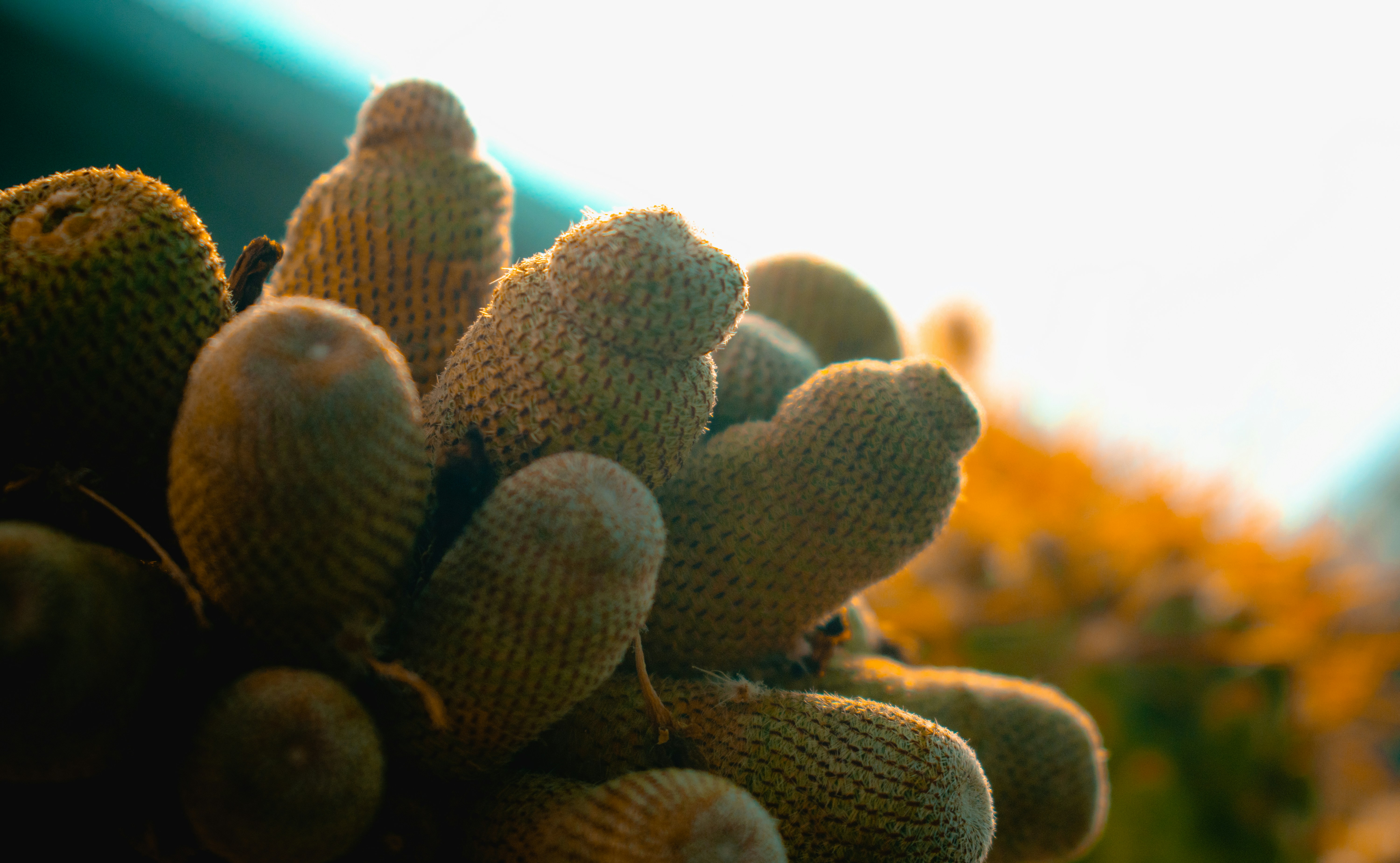 Cactus Textures in Sunset GlowMary Ray