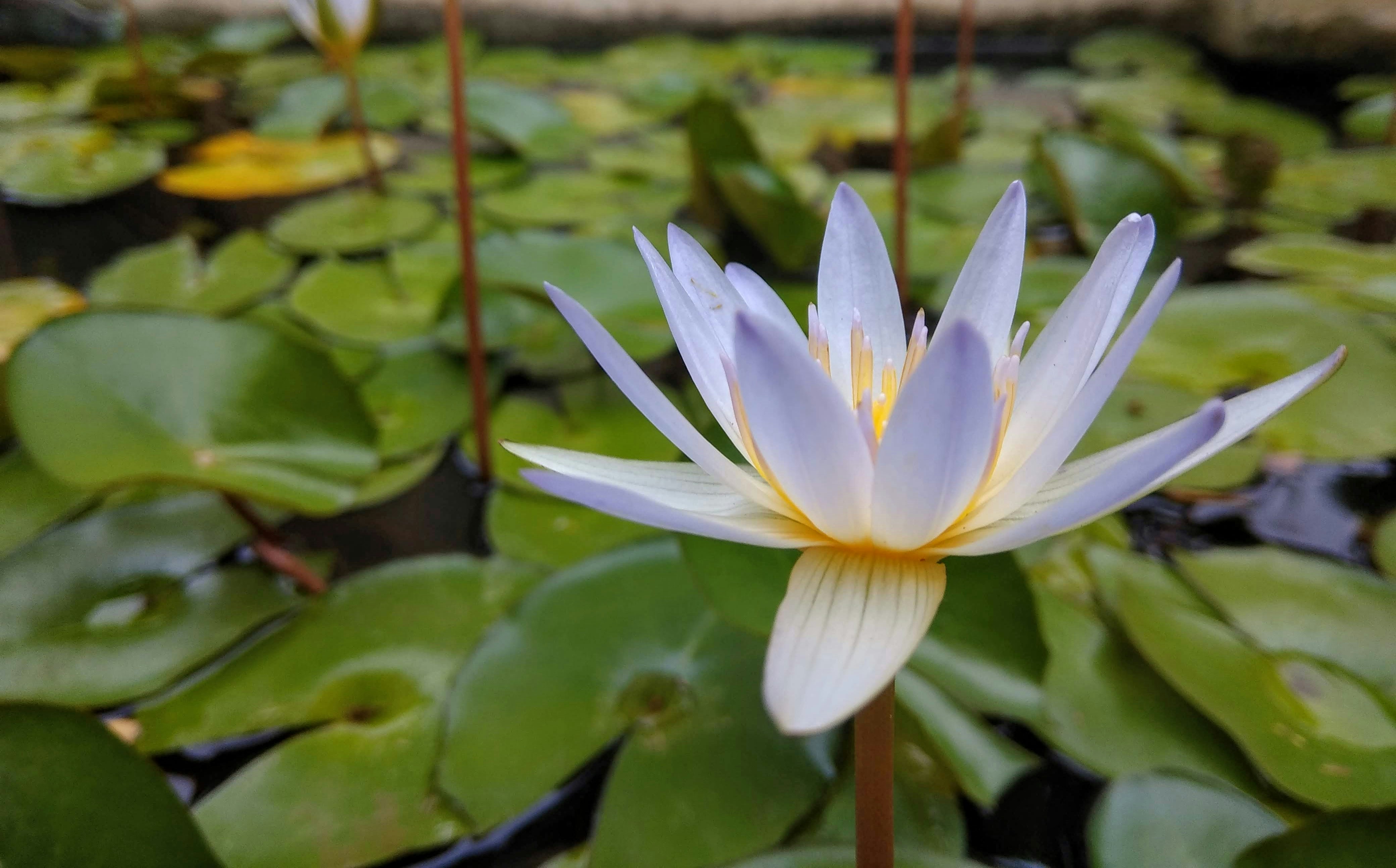 Delicate water lily blooms amidst a tranquil pond, surrounded by lush green lily pads. The soft hues of the petals contrast beautifully with the water's surface.
